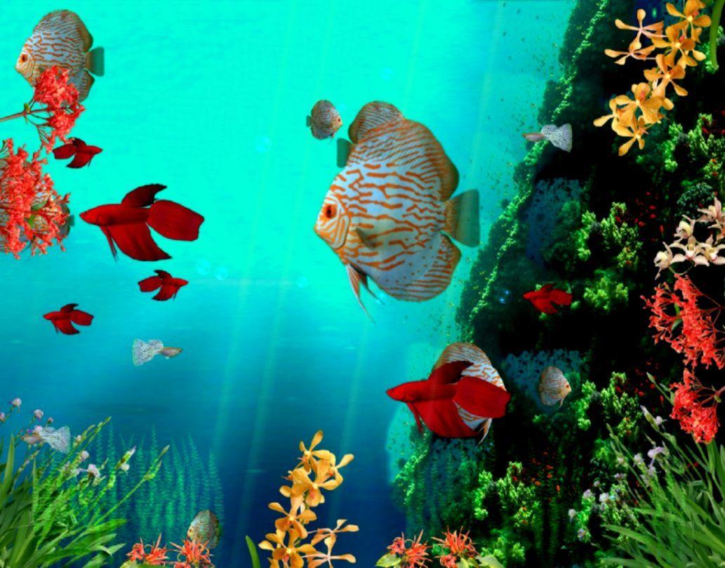 Aquarium Computer Wallpapers - Top Free Aquarium Computer Backgrounds ...