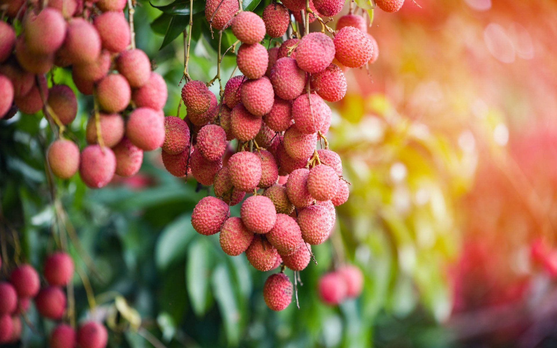 Litchi Wallpapers - Top Free Litchi Backgrounds - WallpaperAccess