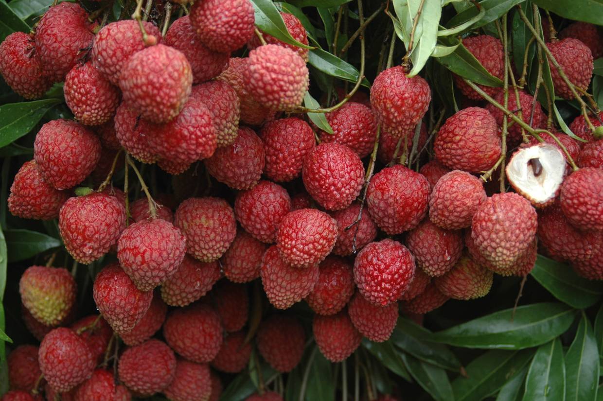 Litchi Wallpapers - Top Free Litchi Backgrounds - WallpaperAccess