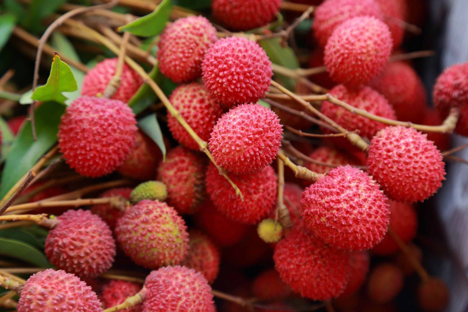 Litchi Wallpapers - Top Free Litchi Backgrounds - WallpaperAccess