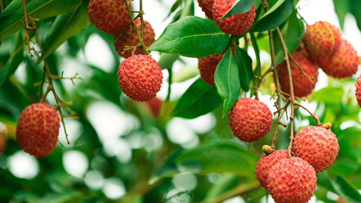Litchi Wallpapers - Top Free Litchi Backgrounds - WallpaperAccess