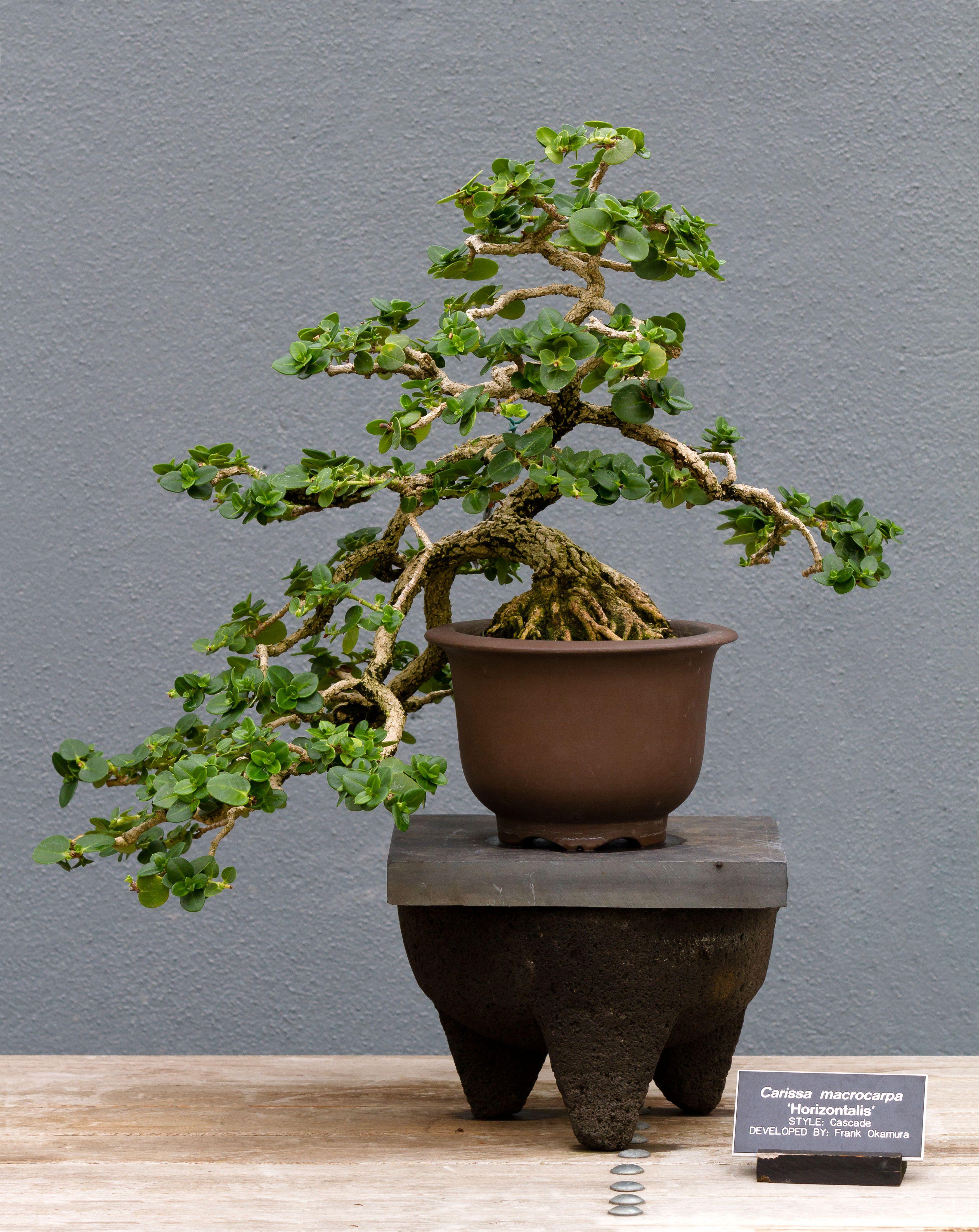 Garden Winter Bonsai Wallpapers - Top Free Garden Winter Bonsai ...