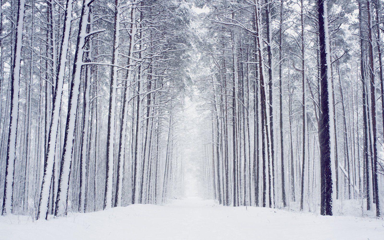 Beautiful Winter Scenes Wallpapers - Top Free Beautiful Winter Scenes ...