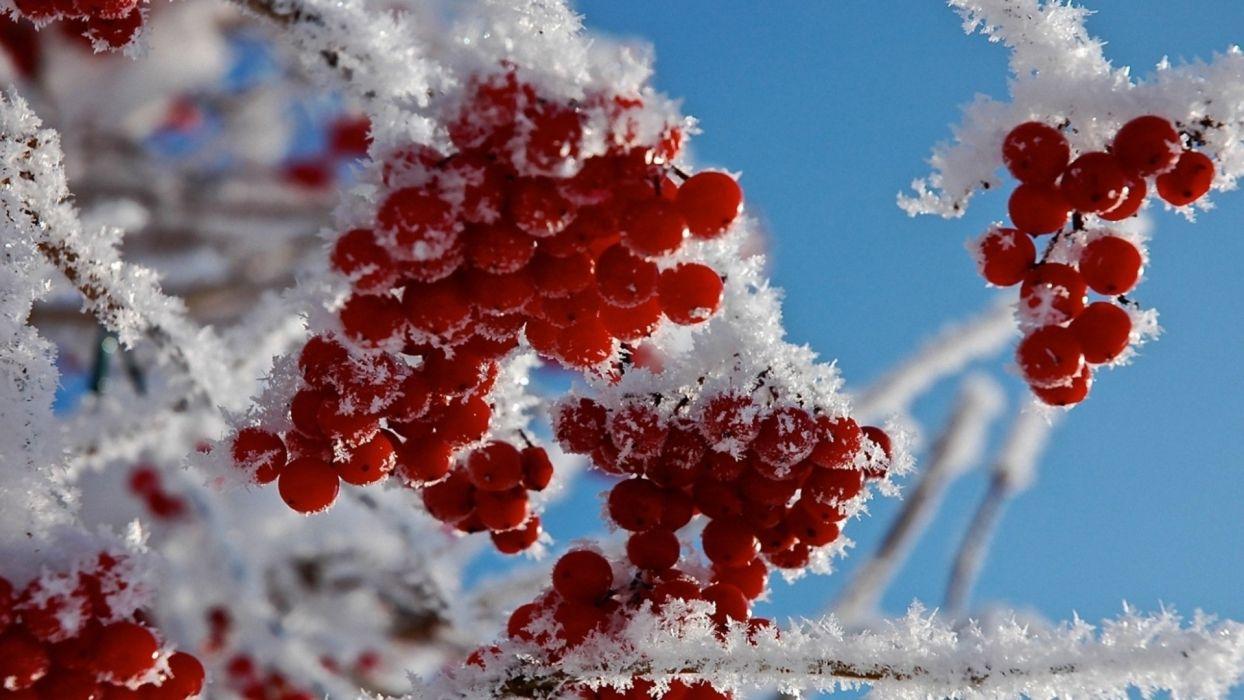 Red Winter Wallpapers - Top Free Red Winter Backgrounds - WallpaperAccess