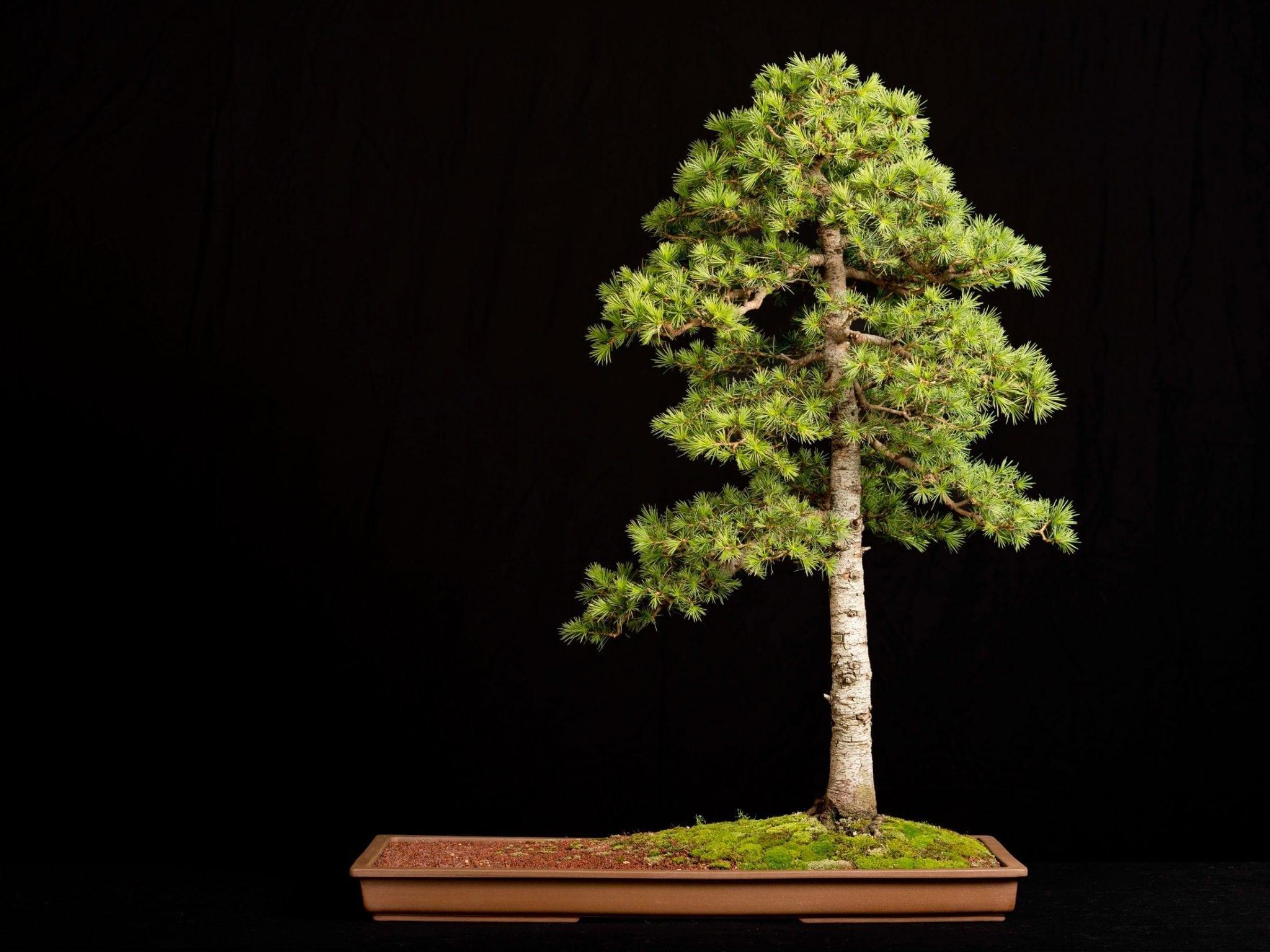 Garden Winter Bonsai Wallpapers - Top Free Garden Winter Bonsai ...