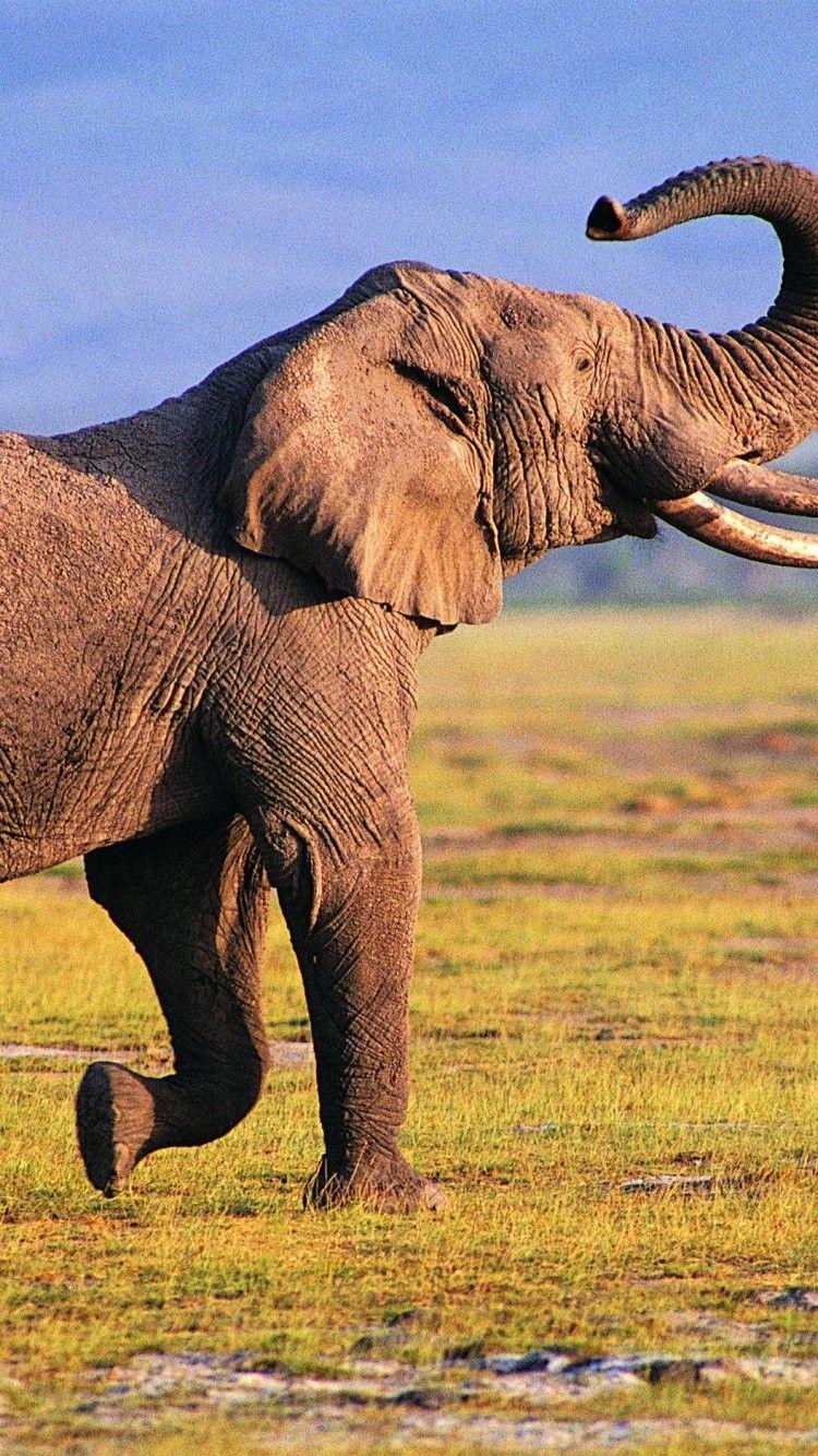 Cage The Elephant iPhone Wallpapers - Top Free Cage The Elephant iPhone ...