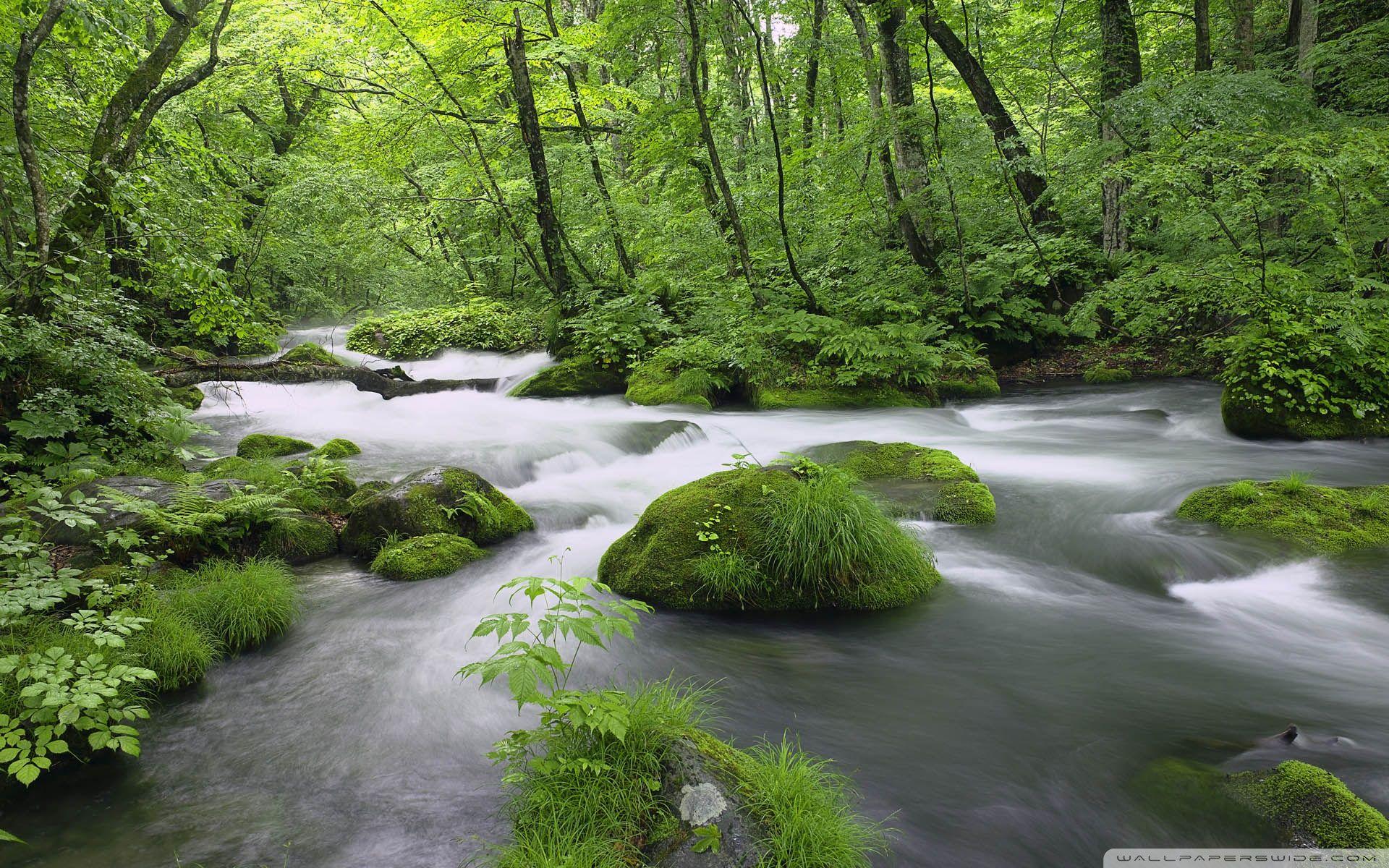 Forest River Wallpapers - Top Free Forest River Backgrounds ...
