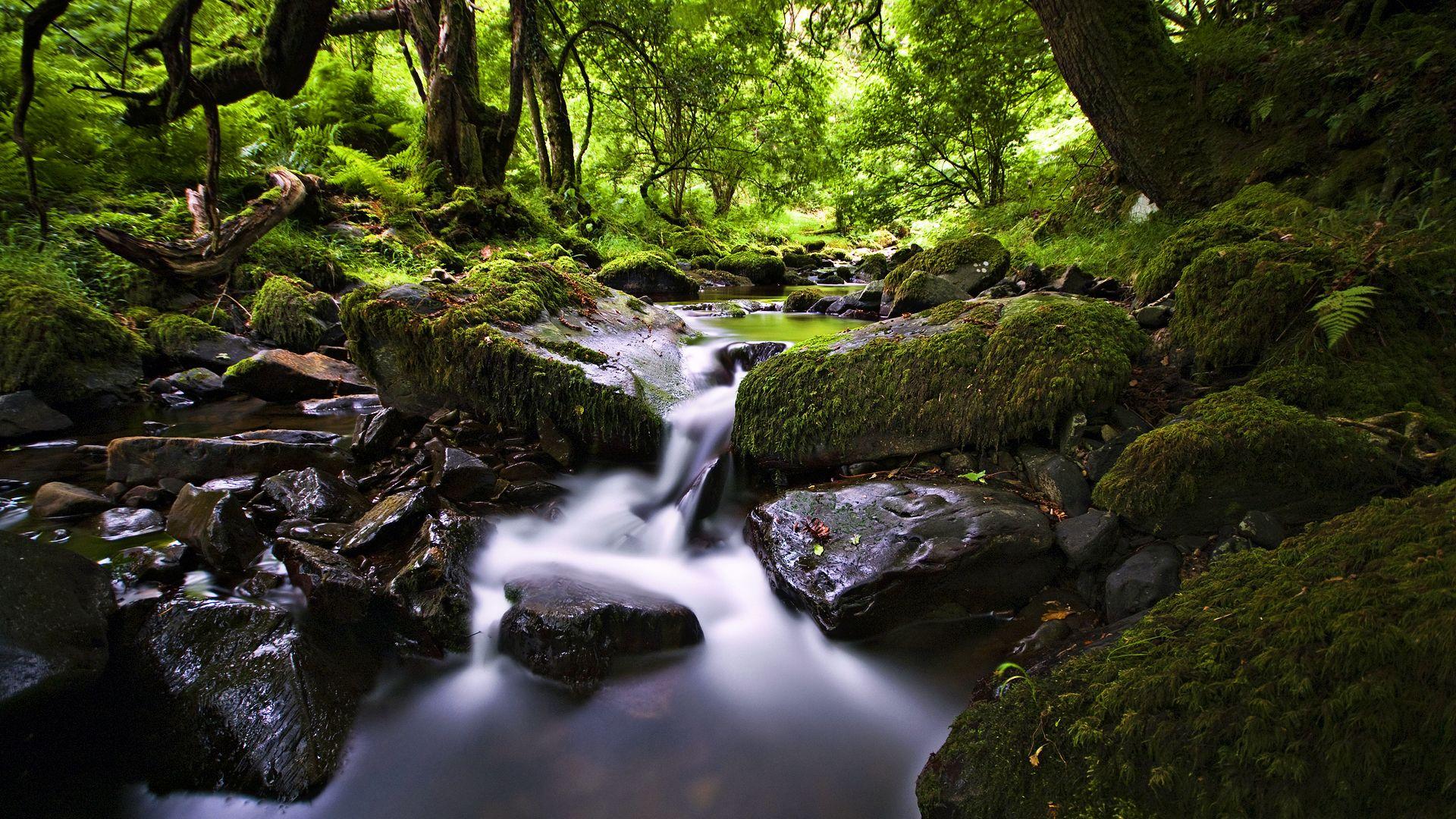 Forest River Wallpapers - Top Free Forest River Backgrounds ...