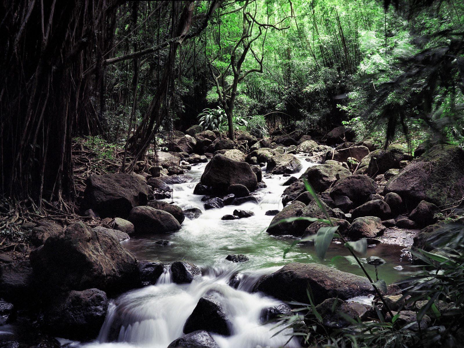 Forest River Wallpapers - Top Free Forest River Backgrounds ...