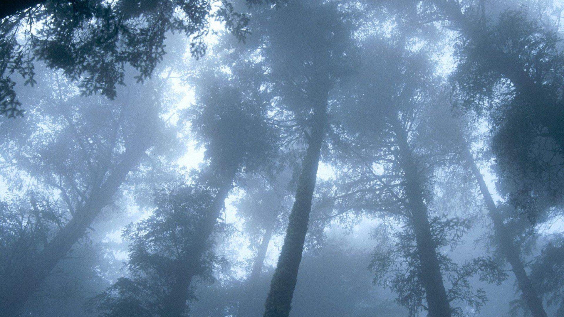 Oregon Forest Night Wallpapers - Top Free Oregon Forest Night ...