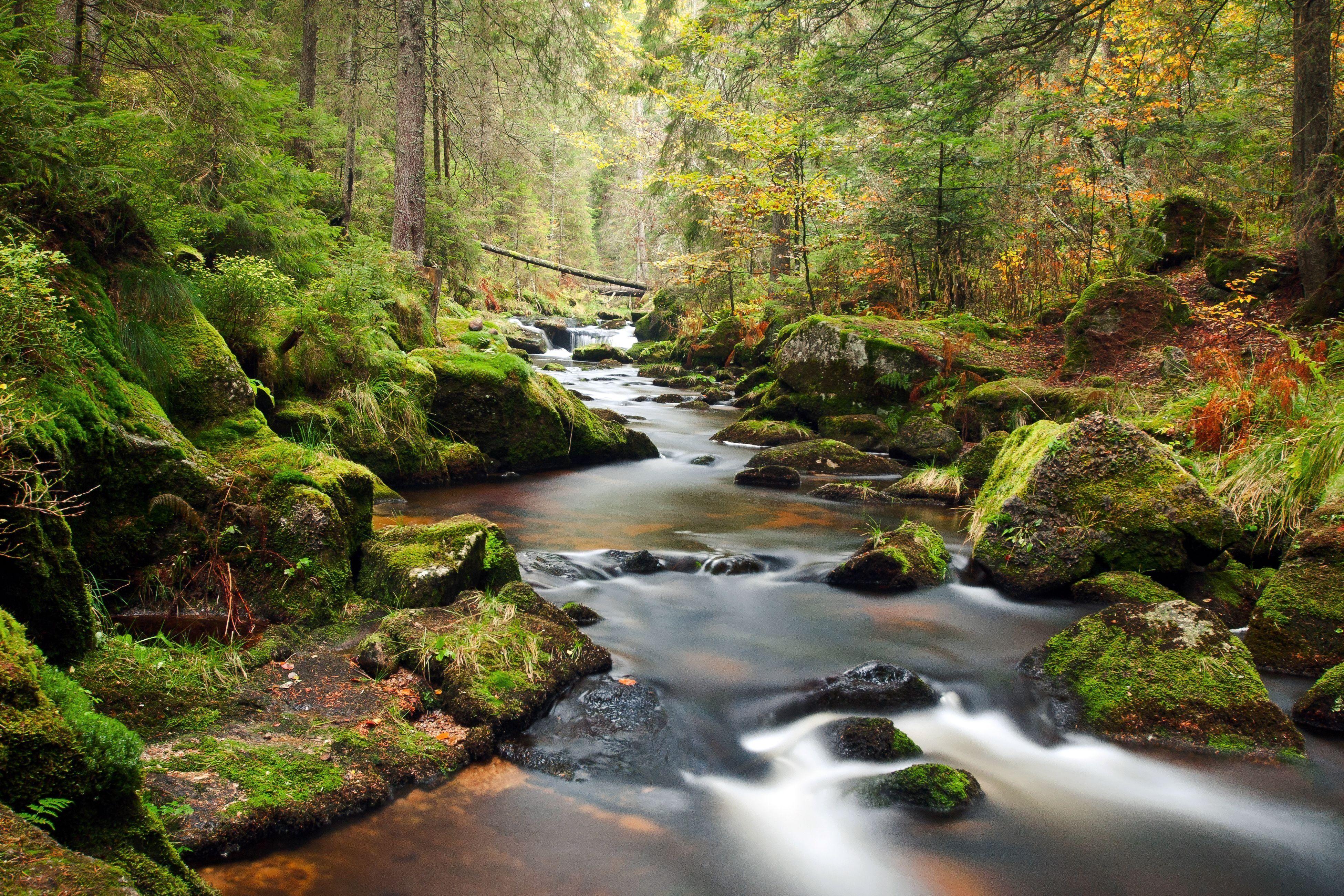 Forest River Wallpapers - Top Free Forest River Backgrounds ...