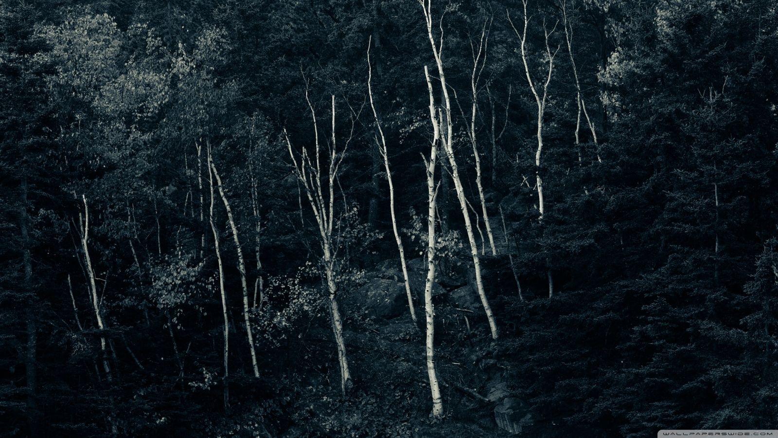 Fall Forest Night Wallpapers - Top Free Fall Forest Night Backgrounds ...