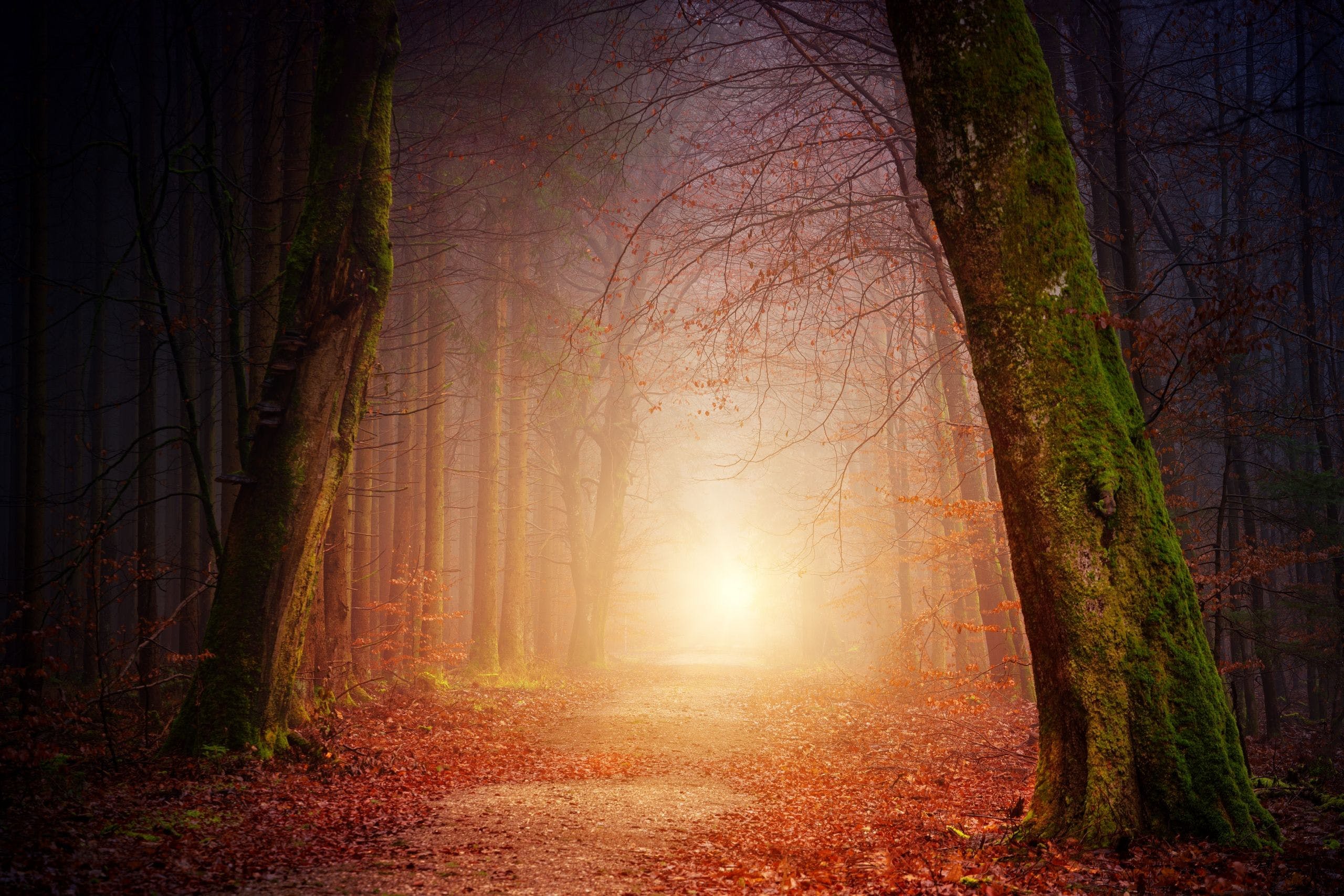 Oregon Forest Night Wallpapers - Top Free Oregon Forest Night ...