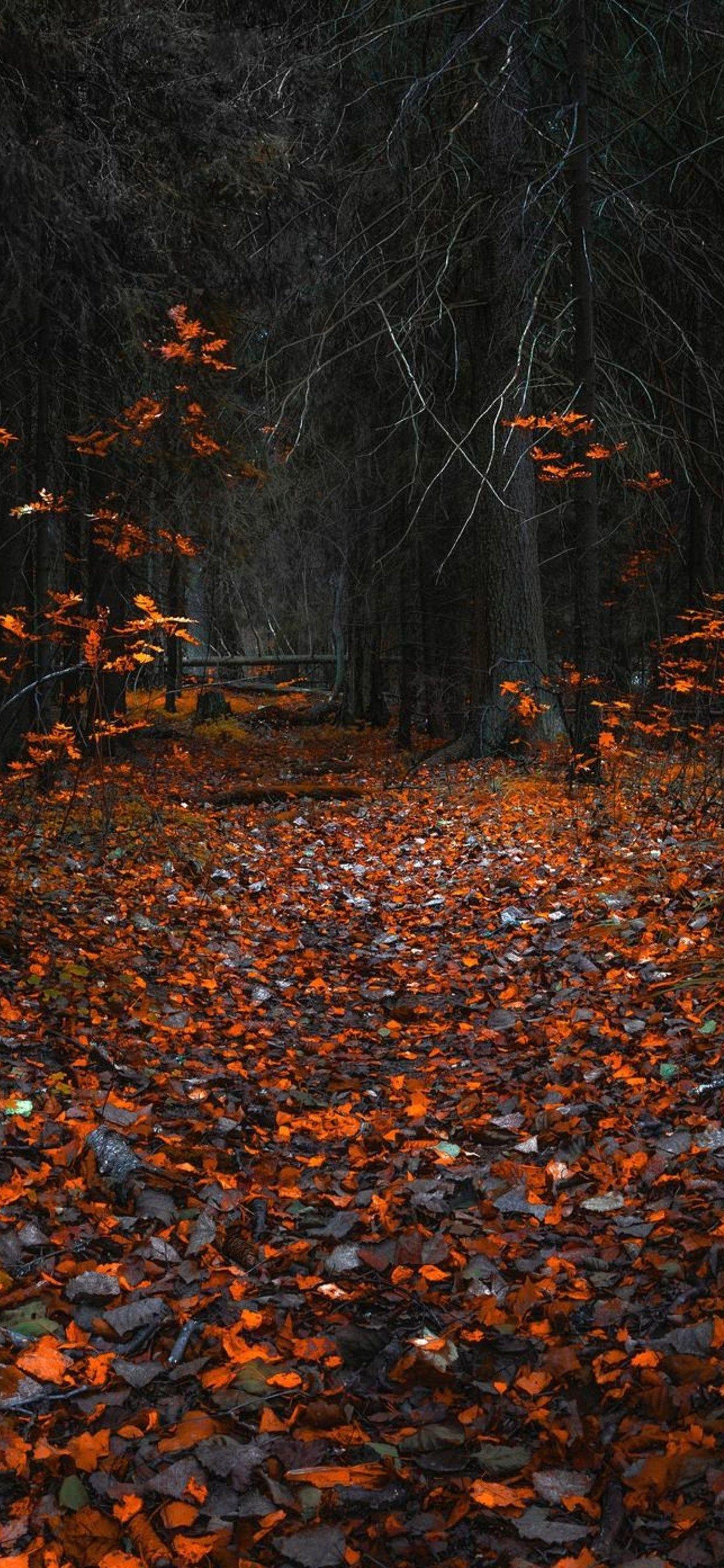 Fall Forest Night Wallpapers - Top Free Fall Forest Night Backgrounds ...