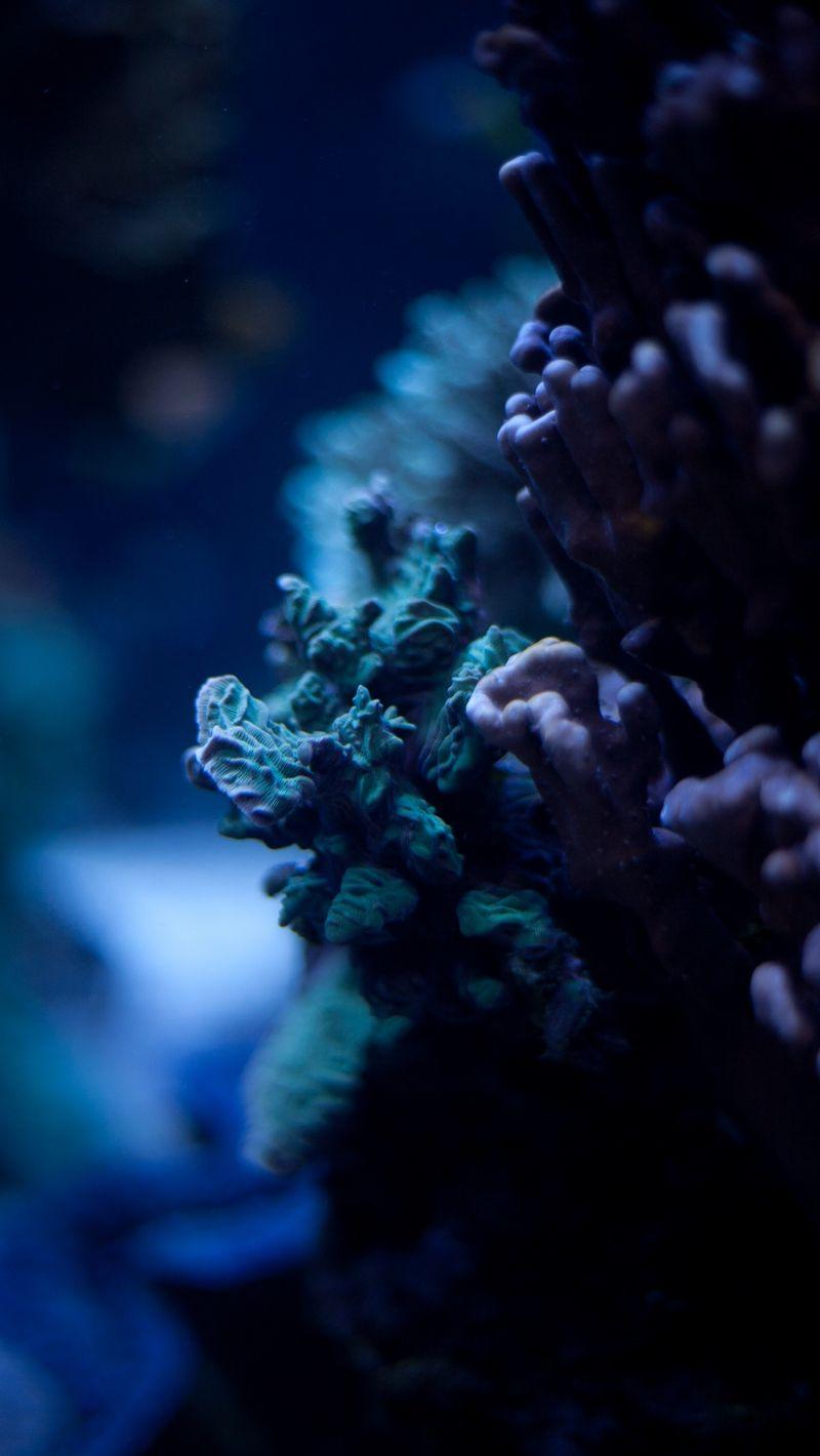 Underwater Ocean iPhone Wallpapers - Top Free Underwater Ocean iPhone ...