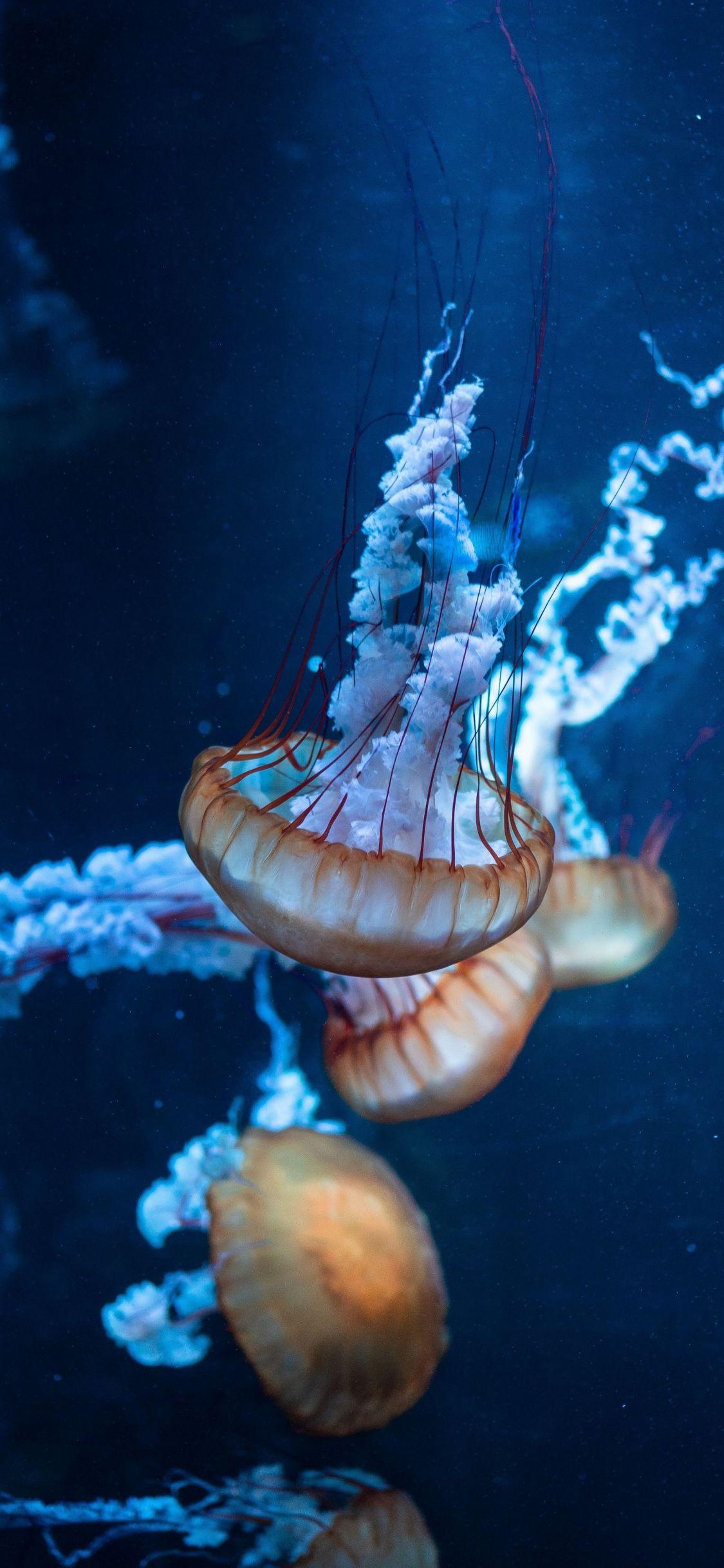 Underwater iPhone Wallpapers - Top Free Underwater iPhone Backgrounds ...