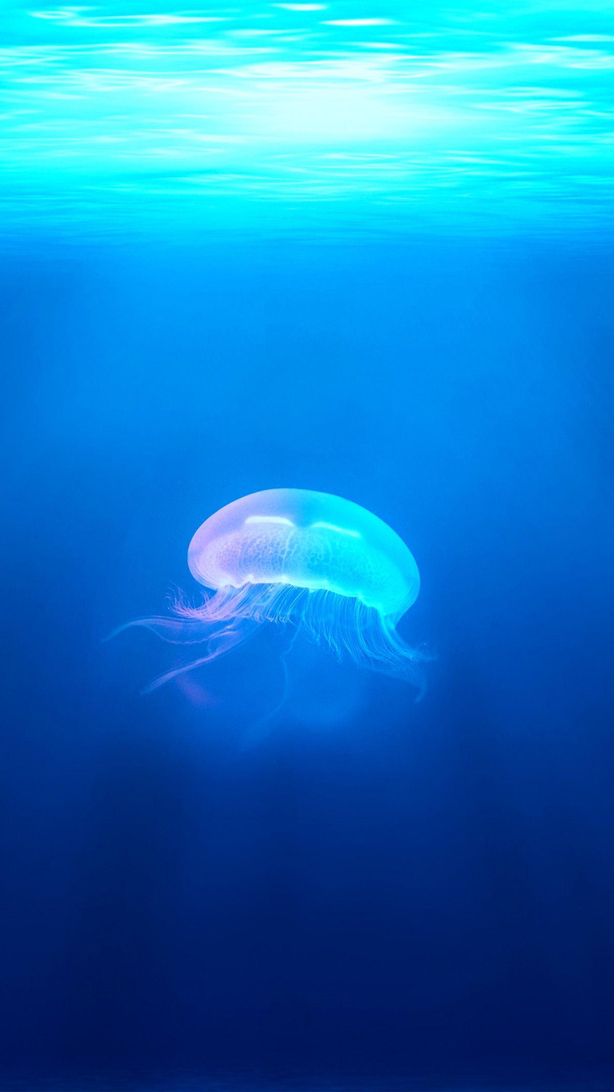 Blue Animal Wallpapers - Top Free Blue Animal Backgrounds - WallpaperAccess