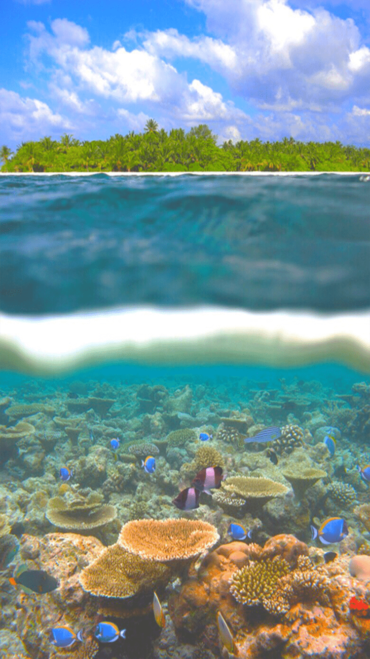 Underwater Ocean iPhone Wallpapers - Top Free Underwater Ocean iPhone ...