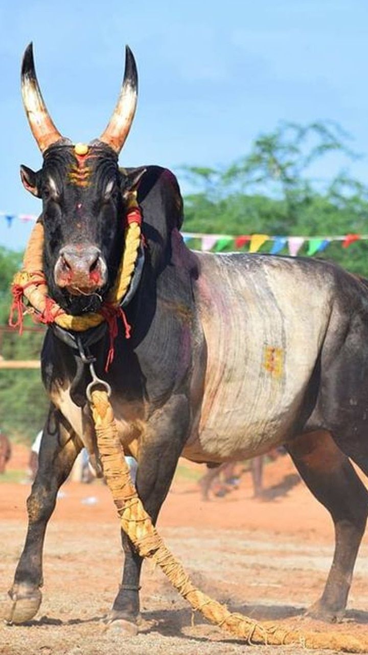 Kaalai Wallpapers - Top Free Kaalai Backgrounds - WallpaperAccess