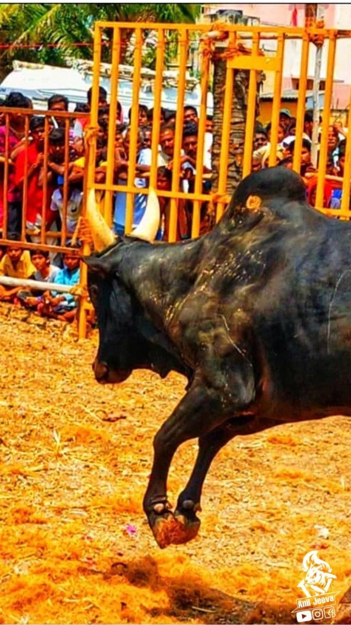 Kaalai Wallpapers - Top Free Kaalai Backgrounds - WallpaperAccess