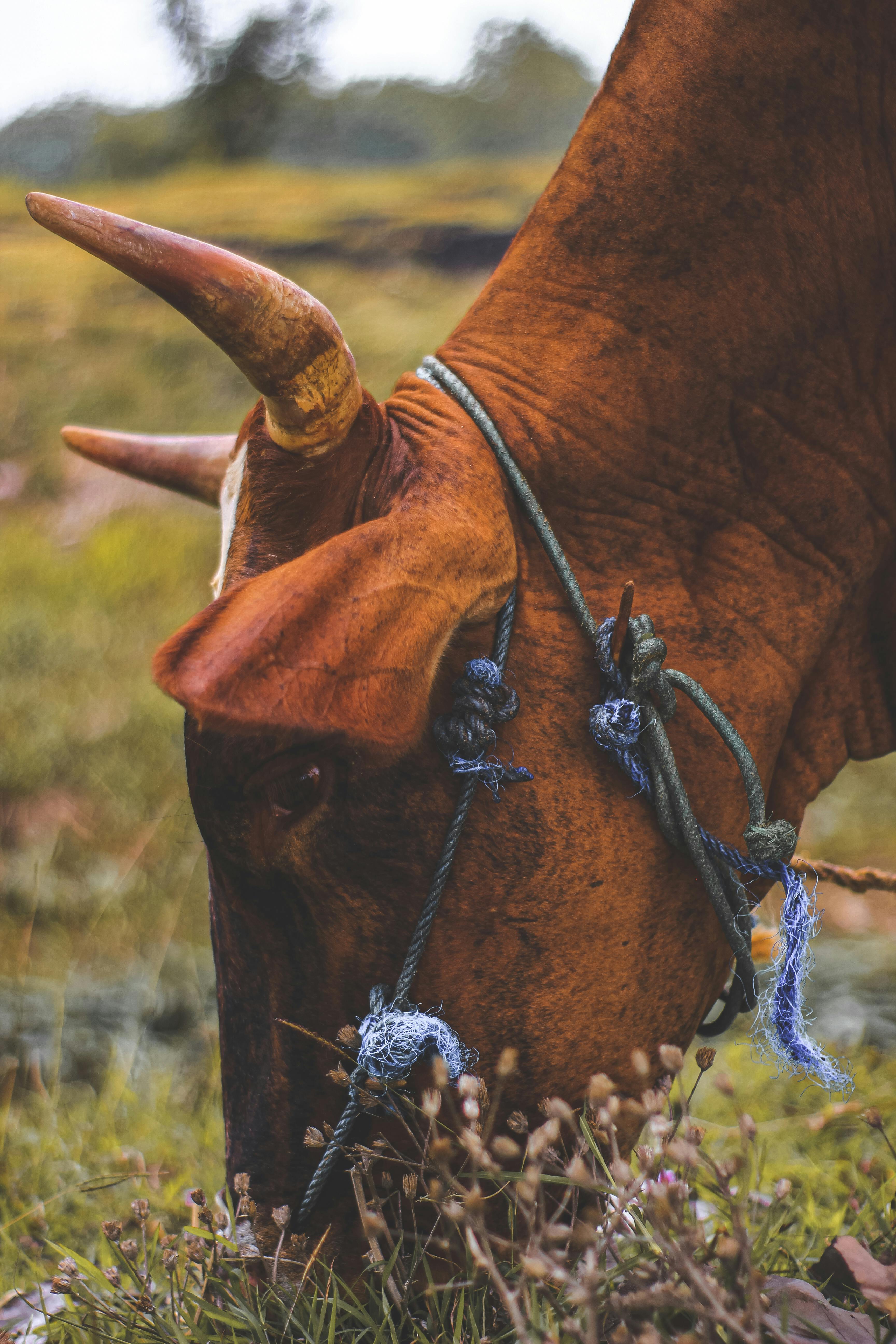 Kaalai Wallpapers - Top Free Kaalai Backgrounds - WallpaperAccess