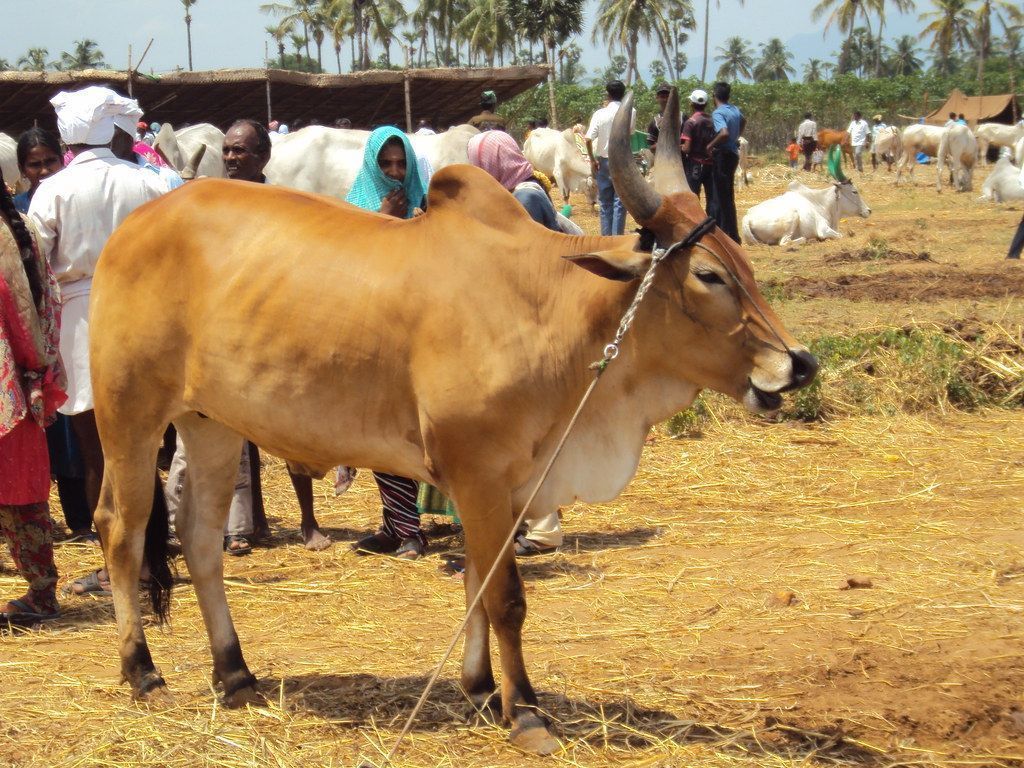 Kaalai Wallpapers - Top Free Kaalai Backgrounds - WallpaperAccess