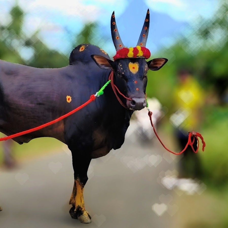 Kaalai Wallpapers - Top Free Kaalai Backgrounds - WallpaperAccess