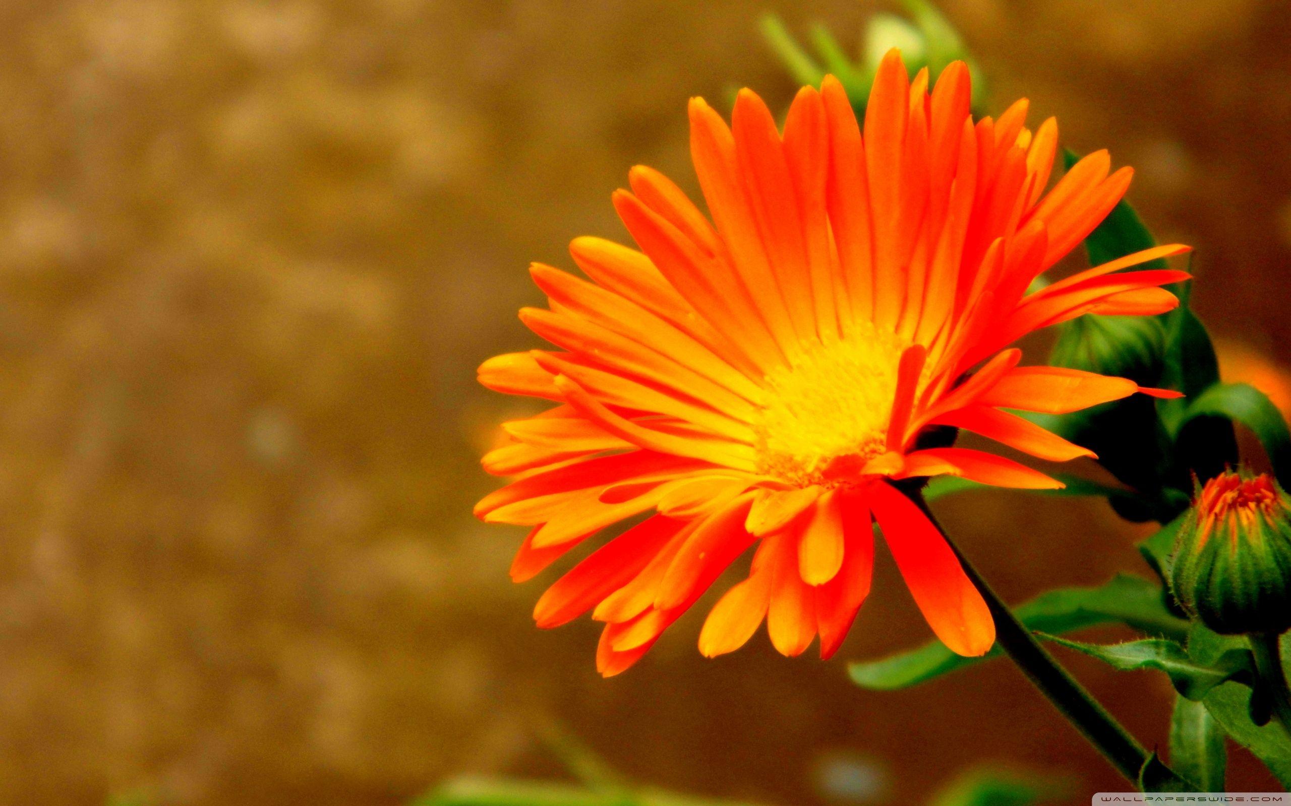Orange Flowers Wallpapers - Top Free Orange Flowers Backgrounds - WallpaperAccess
