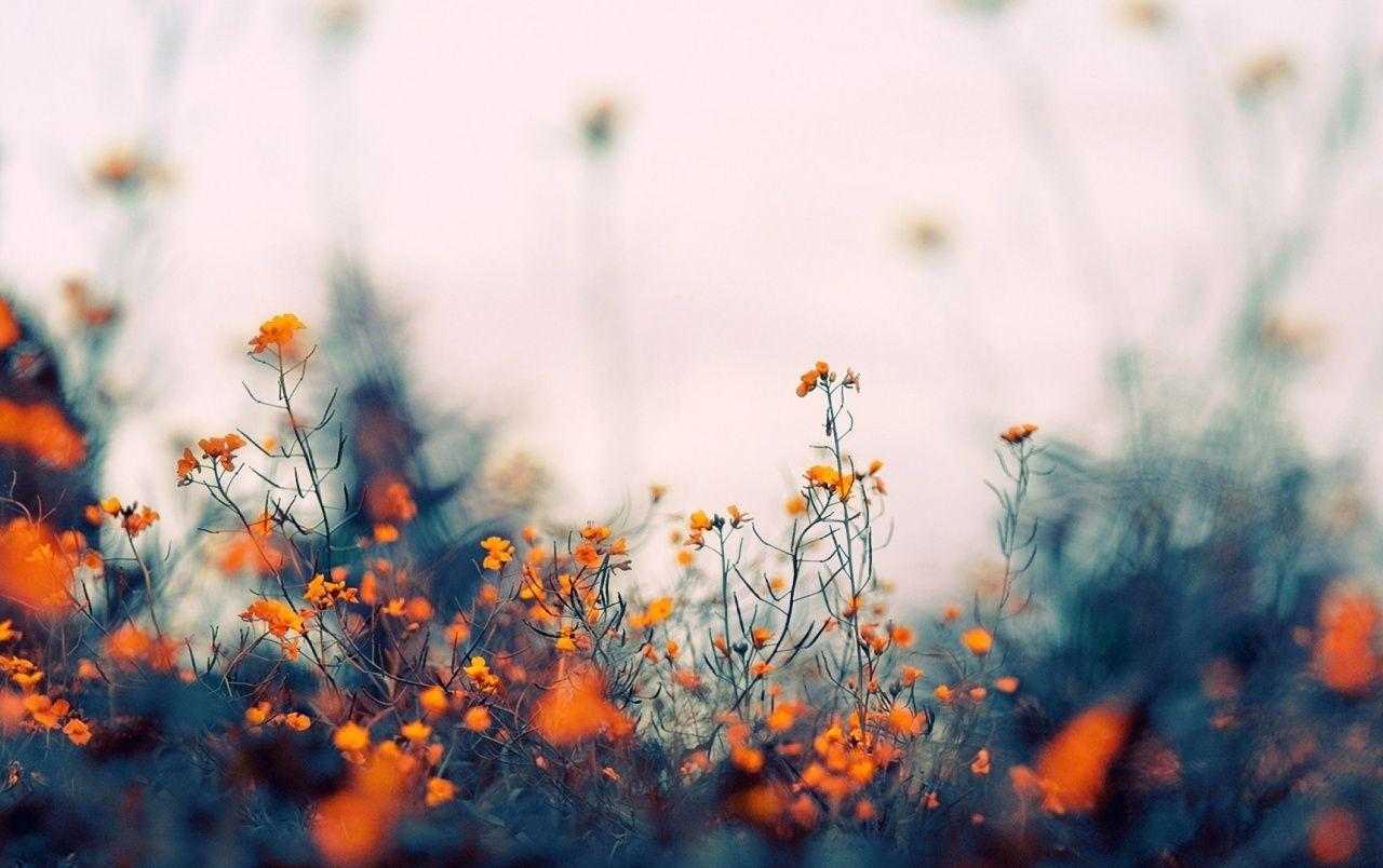 Orange Flowers Wallpapers - Top Free Orange Flowers Backgrounds ...