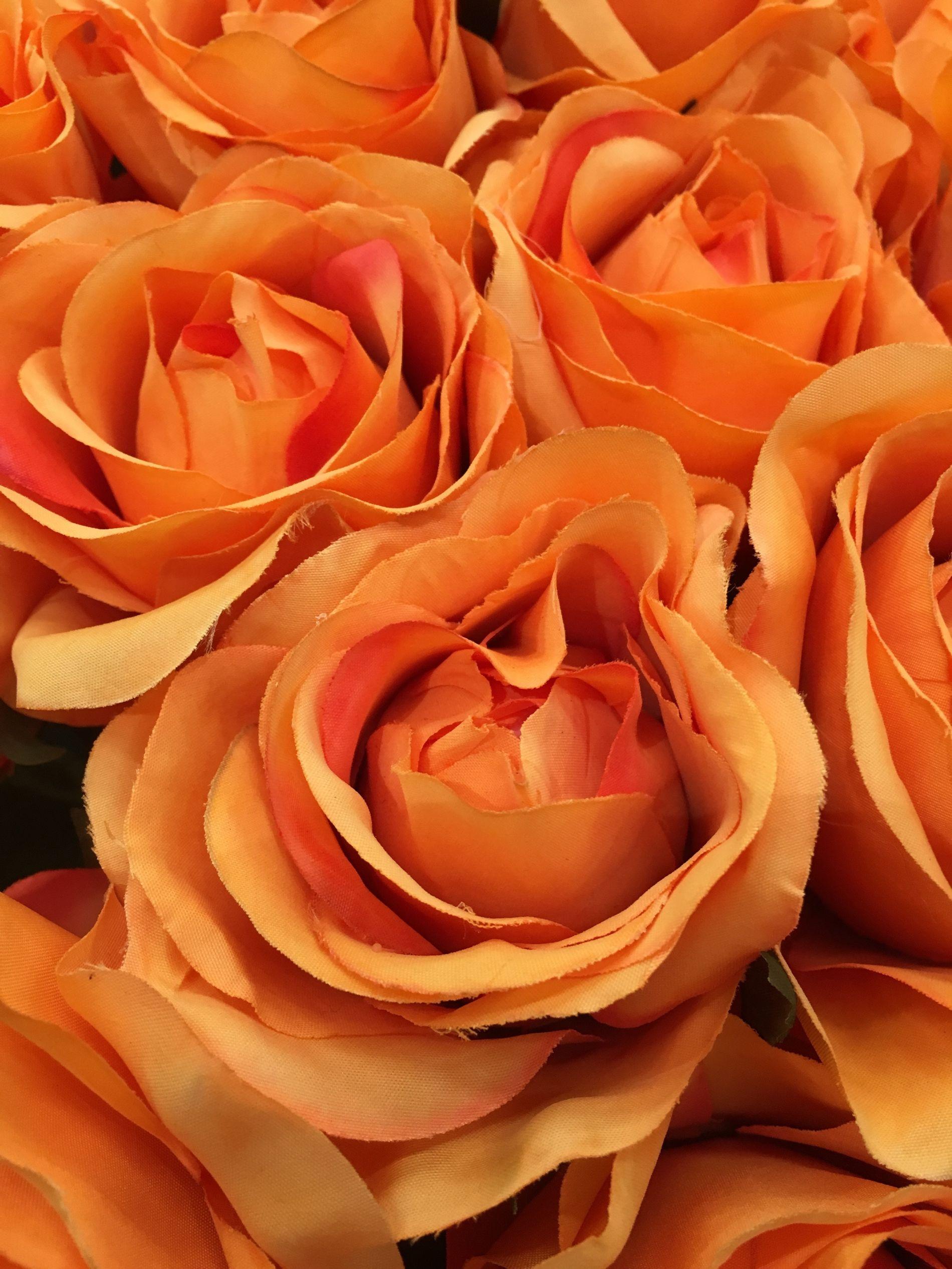 Orange Flowers Wallpapers - Top Free Orange Flowers Backgrounds ...