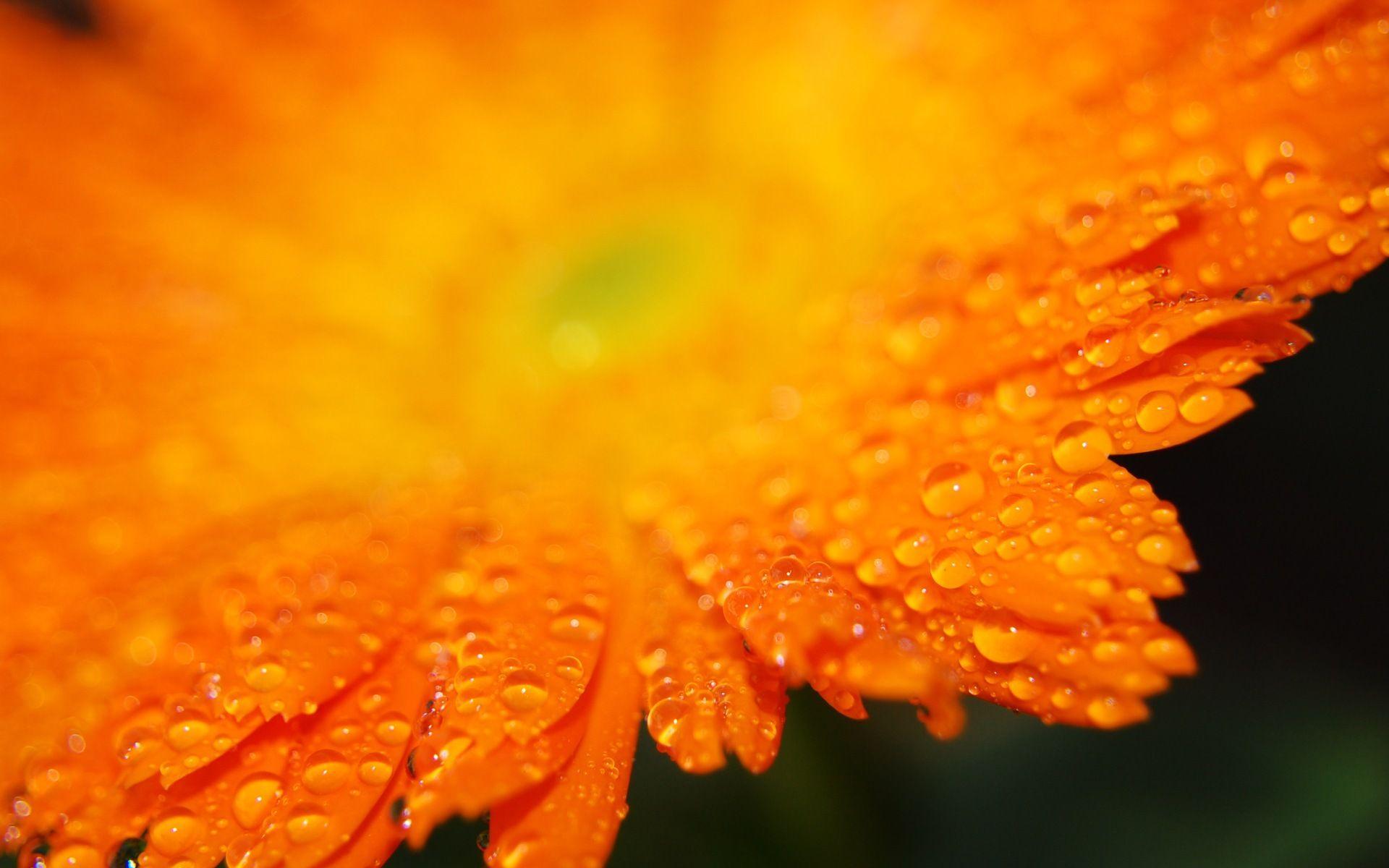 Orange Flowers Wallpapers - Top Free Orange Flowers Backgrounds ...
