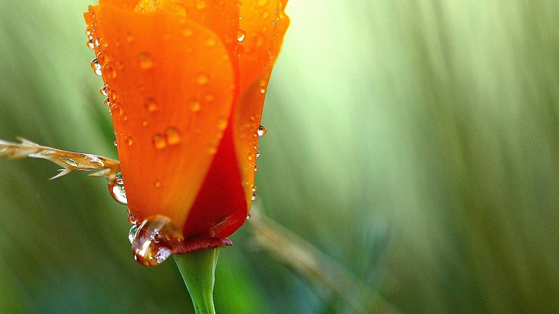 Orange Flowers Wallpapers - Top Free Orange Flowers Backgrounds ...