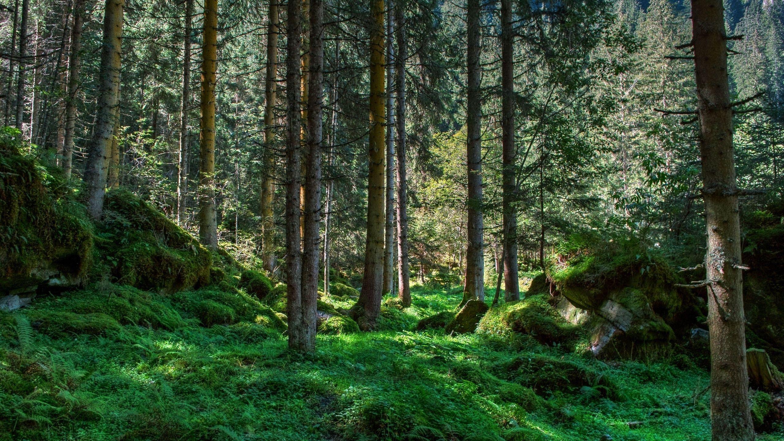 Forests Wallpapers - Top Free Forests Backgrounds - WallpaperAccess