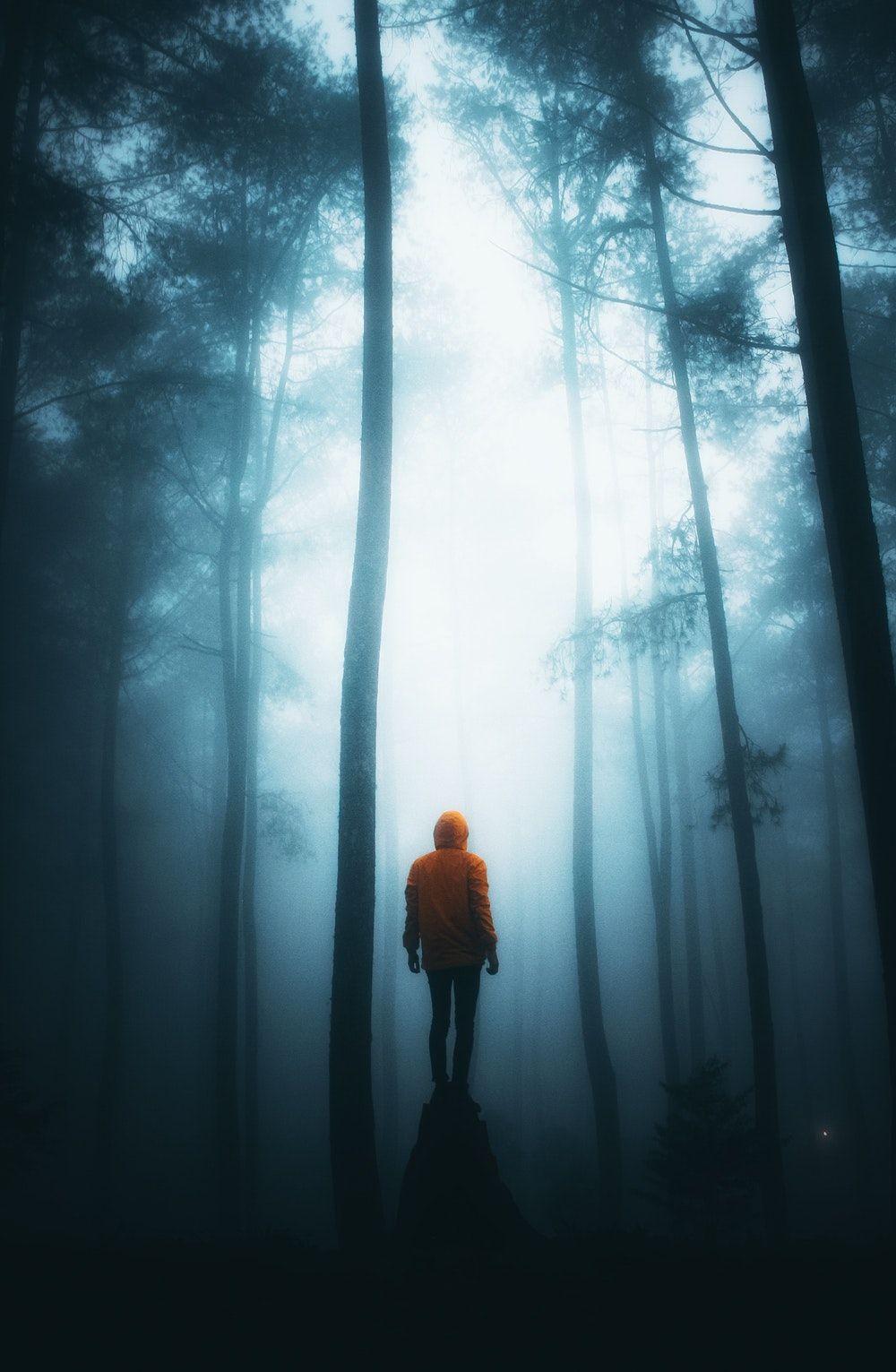 Forests Wallpapers - Top Free Forests Backgrounds - WallpaperAccess