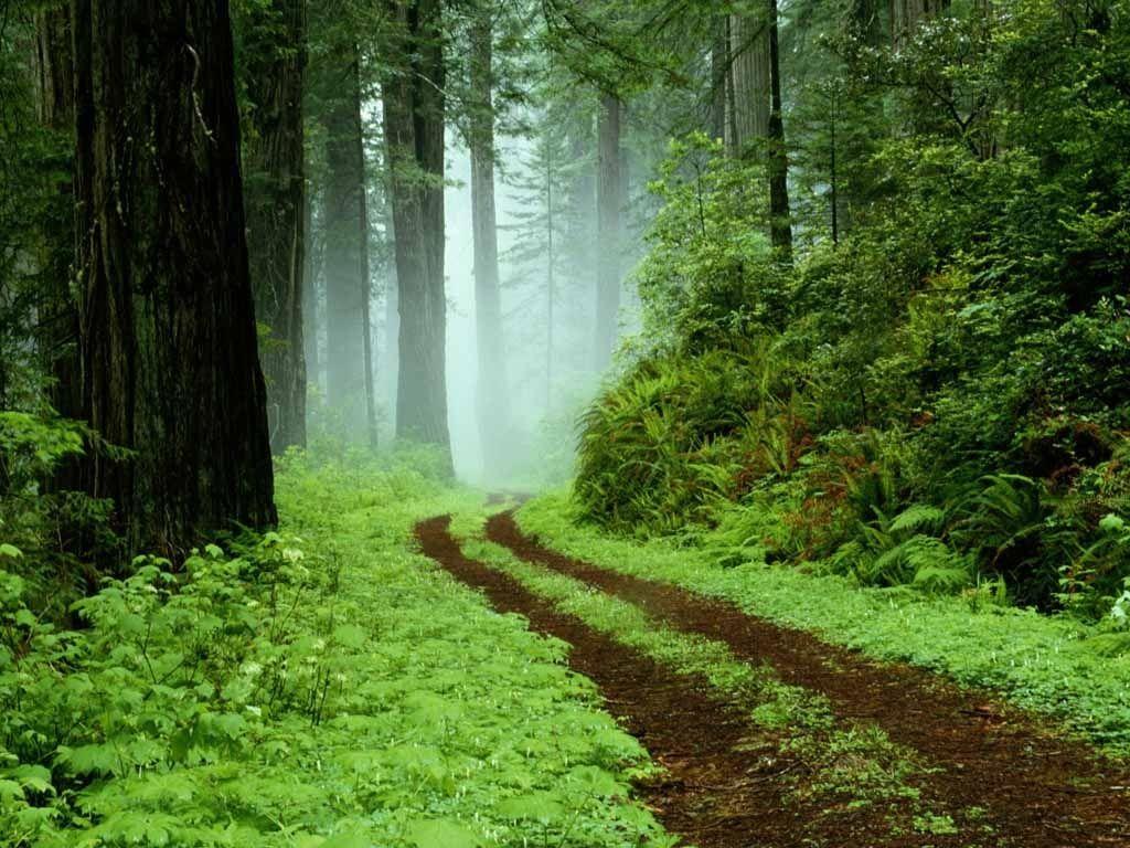 Nature Forest Wallpapers - Top Free Nature Forest Backgrounds ...