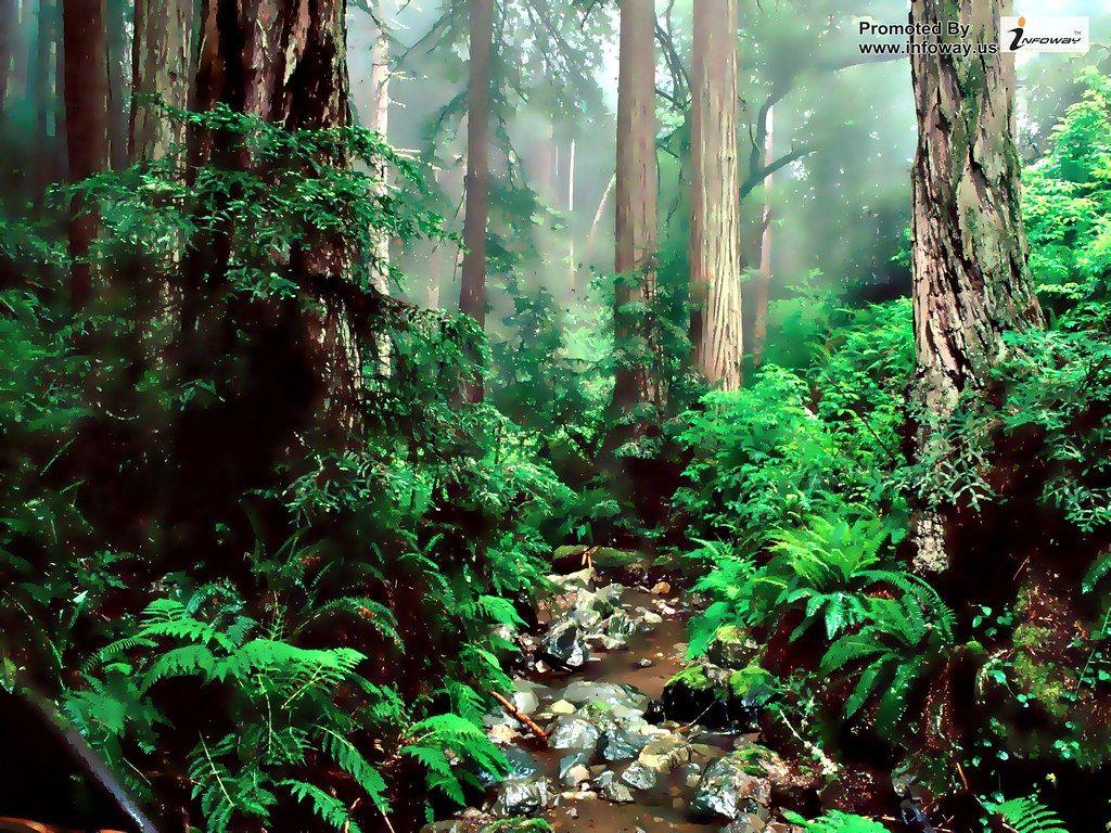 Forests Wallpapers - Top Free Forests Backgrounds - WallpaperAccess