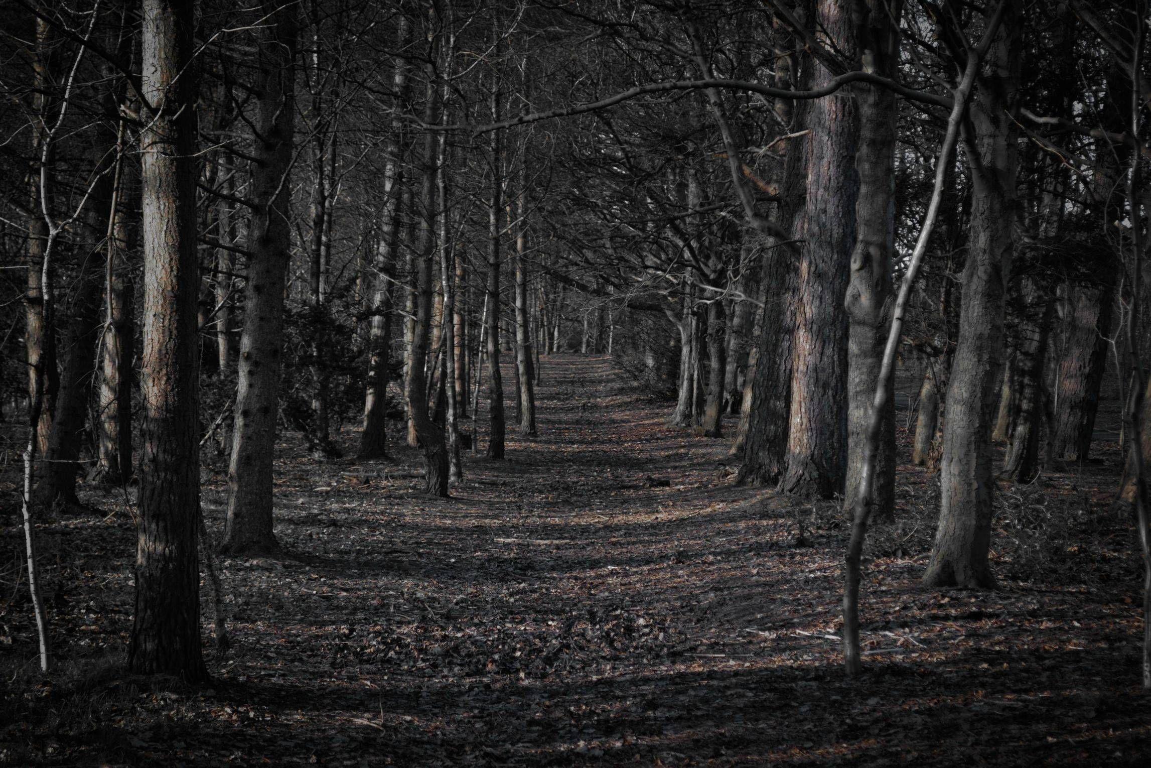 Scary Forest Wallpapers Top Free Scary Forest Backgrounds Scary Forest Wallpapers Top Free Scary Forest Backgrounds
