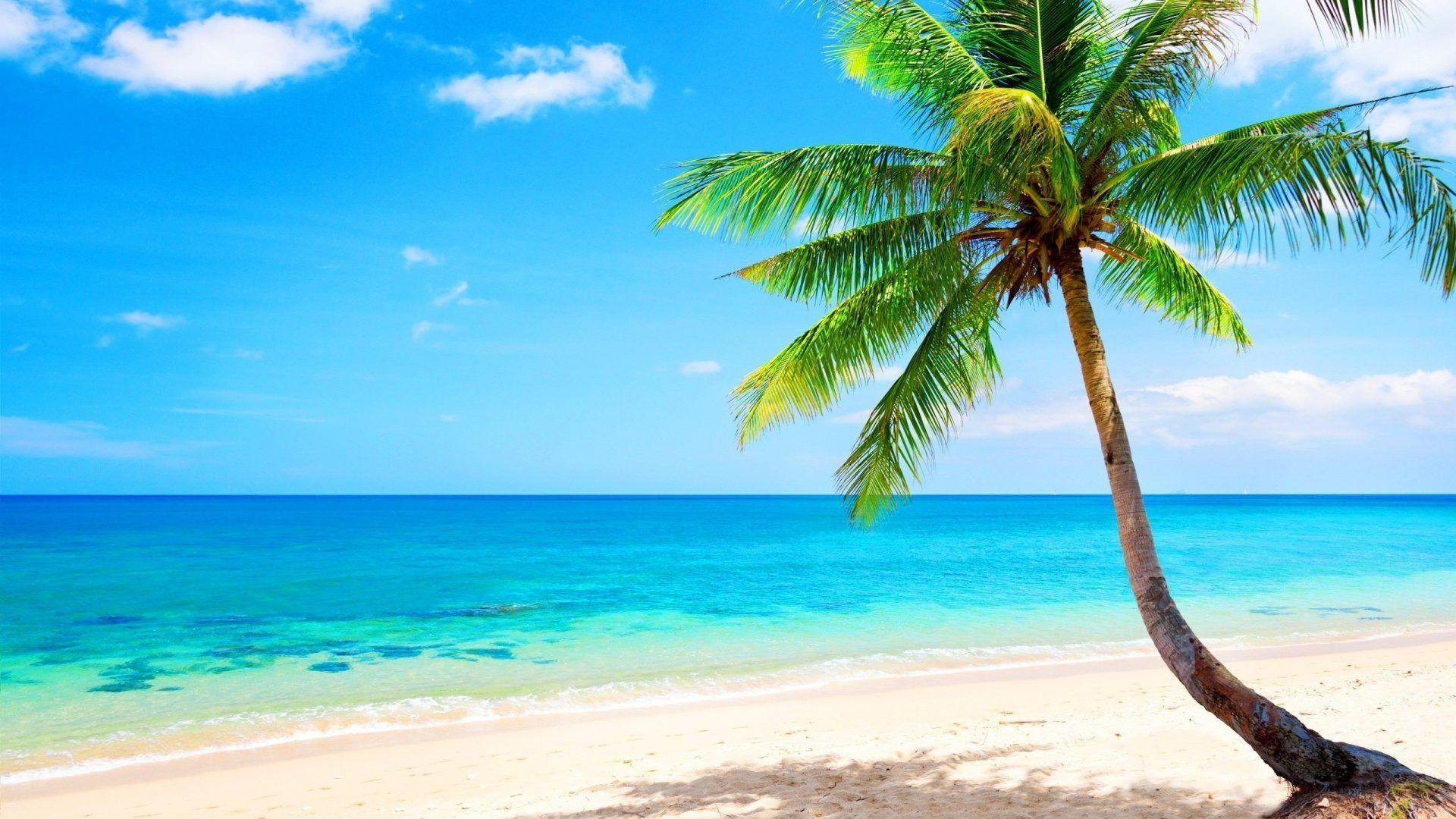 Palm Beach Wallpapers Top Free Palm Beach Backgrounds Wallpaperaccess