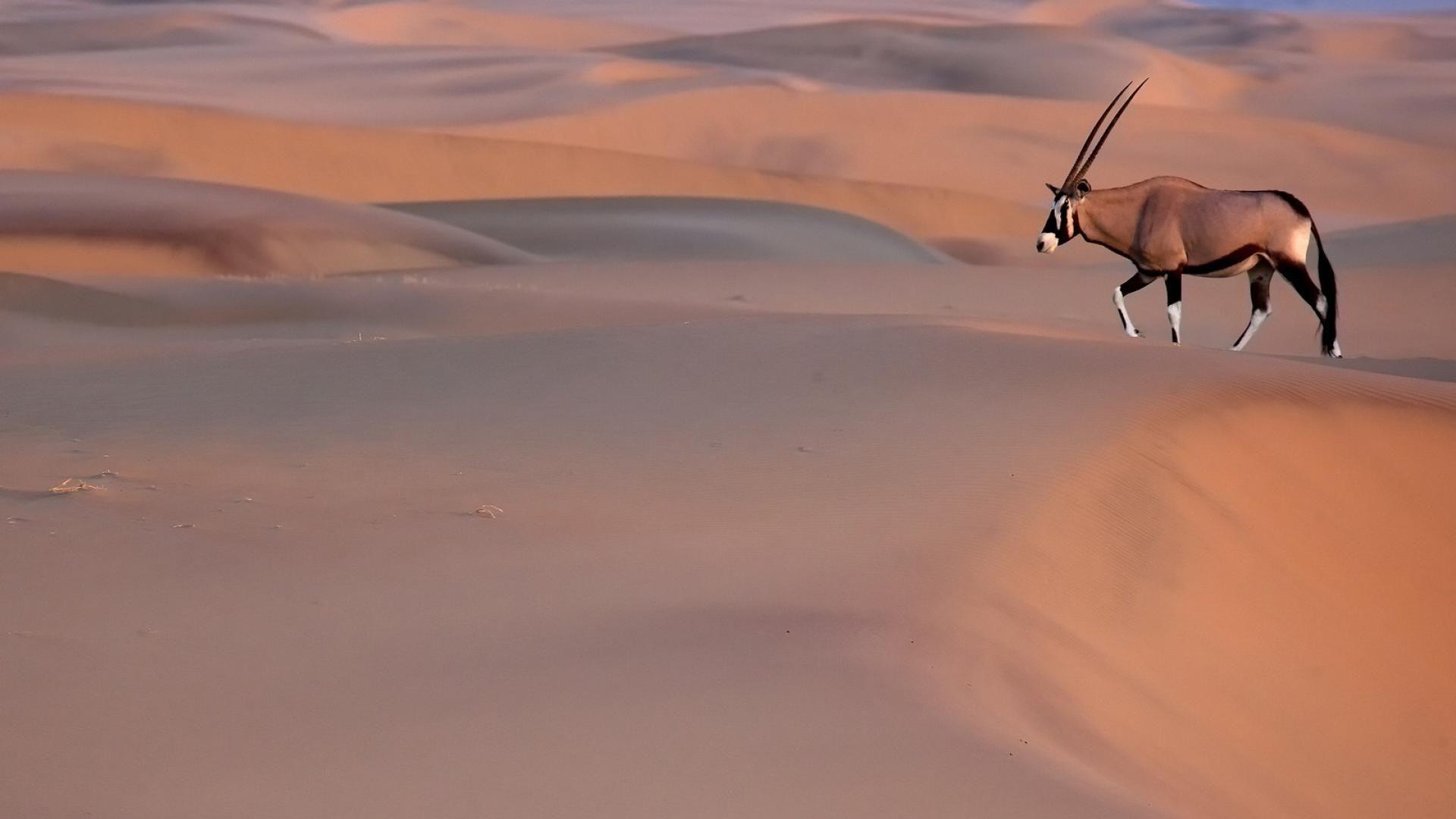 Namibia Wallpapers - Top Free Namibia Backgrounds - WallpaperAccess