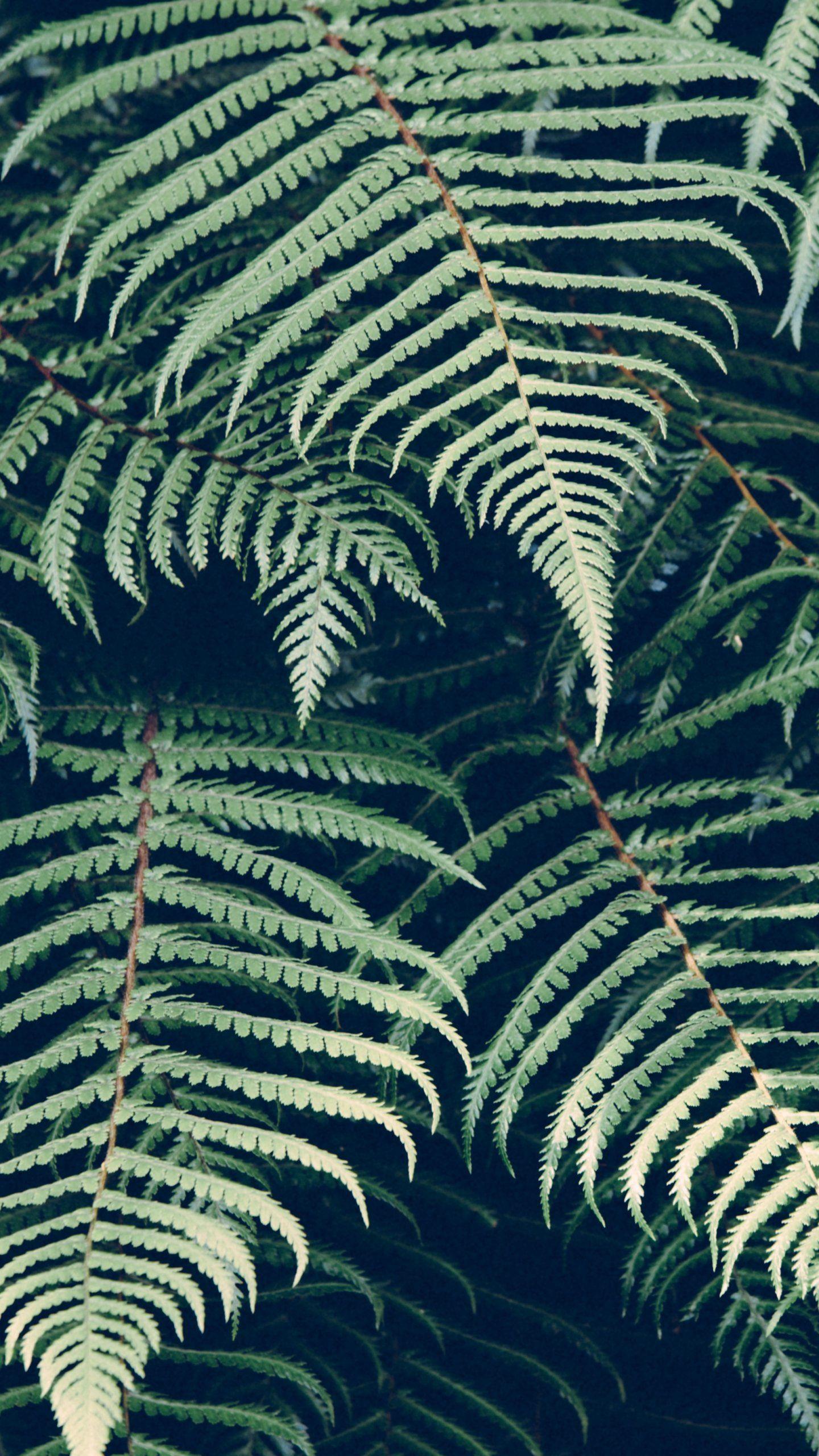 Fern Wallpapers - Top Free Fern Backgrounds - WallpaperAccess