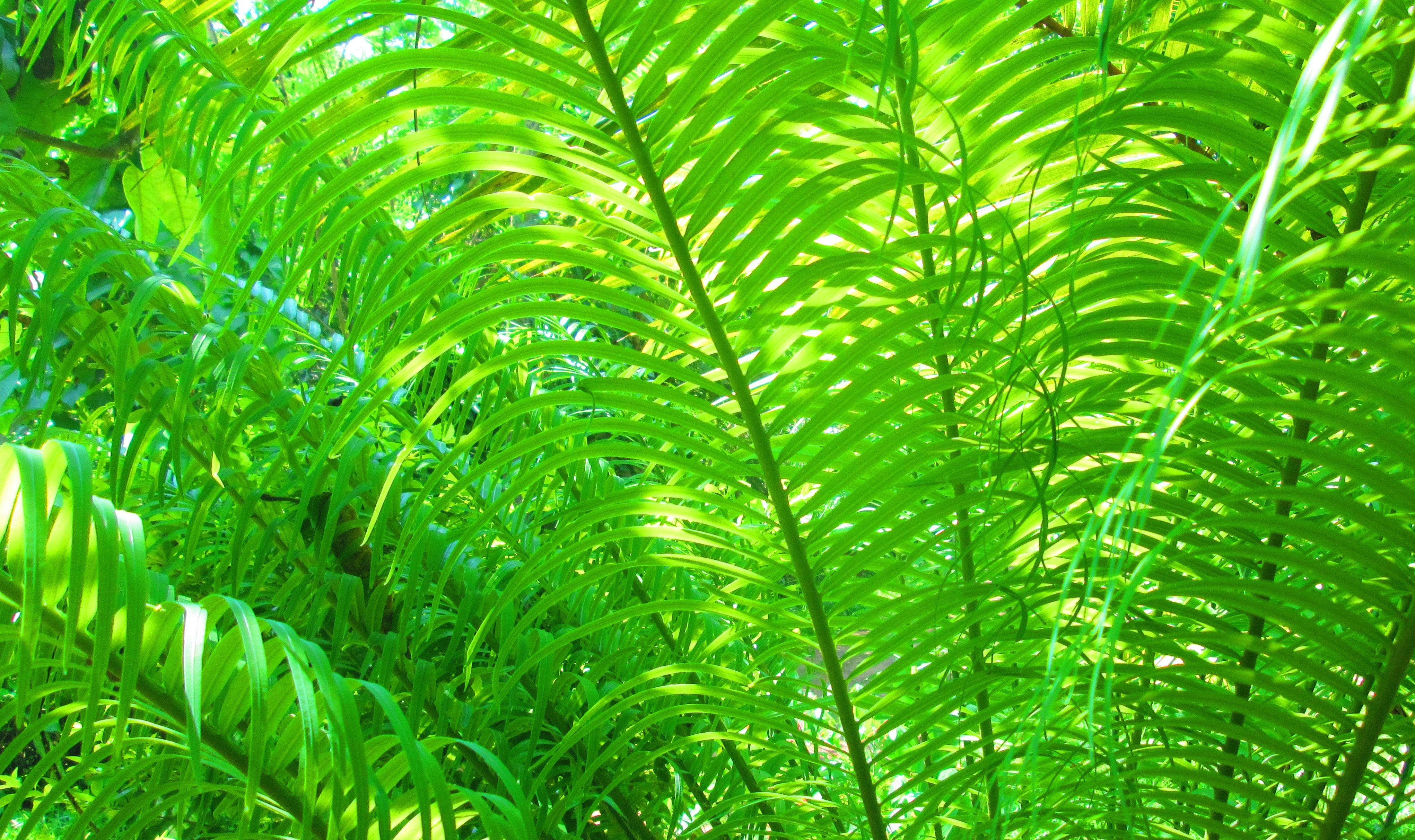 Fern Wallpapers - Top Free Fern Backgrounds - WallpaperAccess