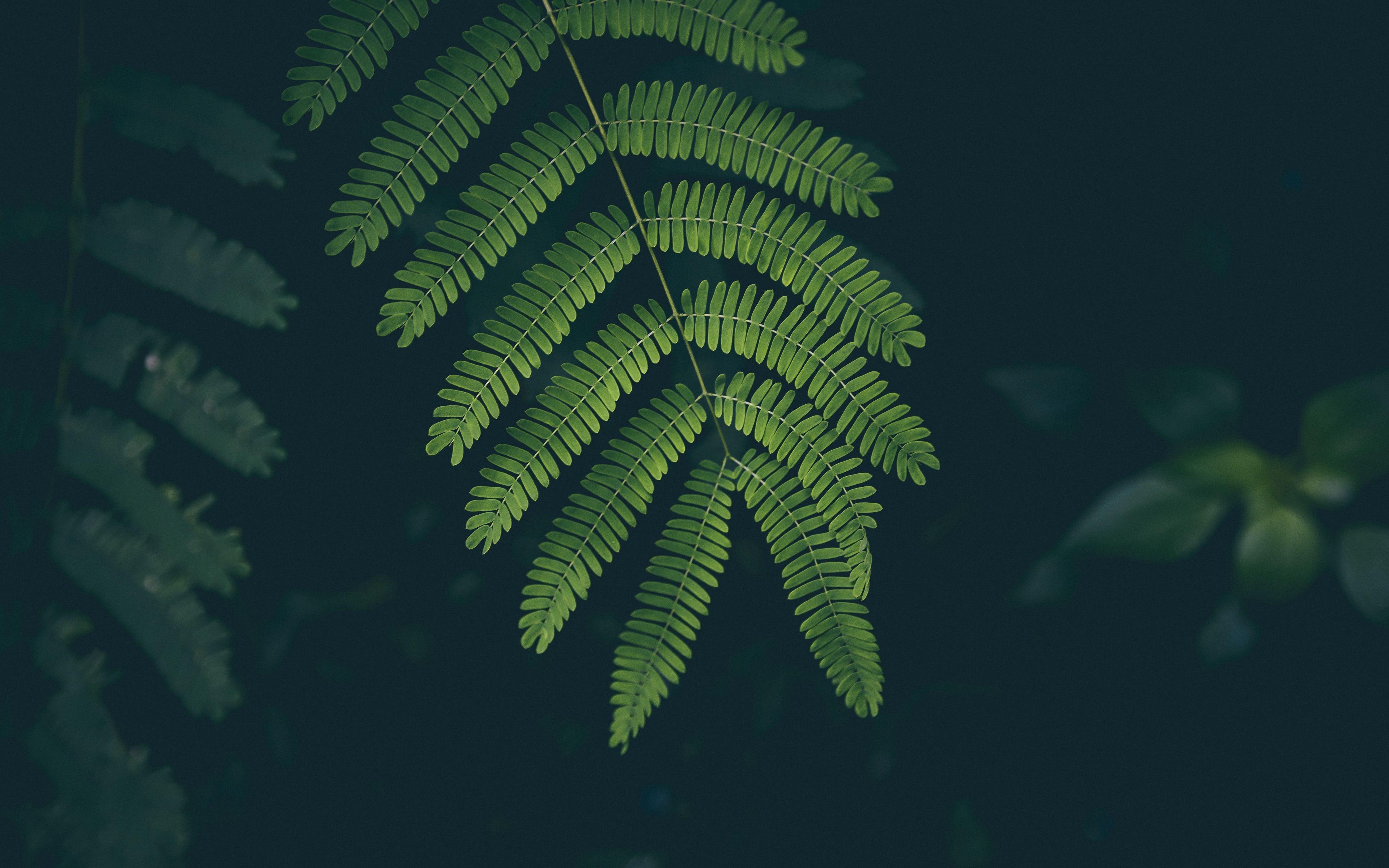 Fern Wallpapers - Top Free Fern Backgrounds - WallpaperAccess