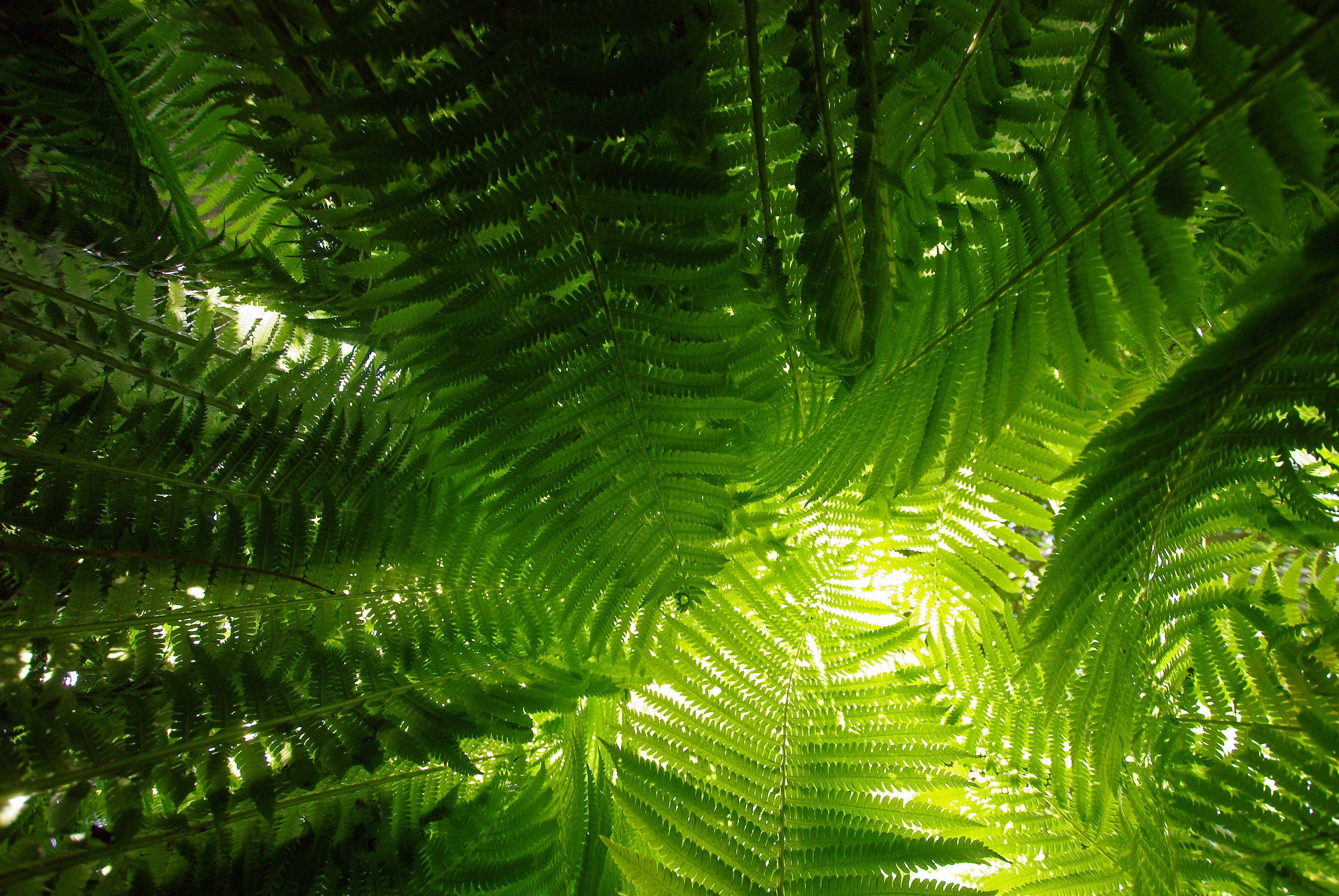 Fern Wallpapers - Top Free Fern Backgrounds - WallpaperAccess