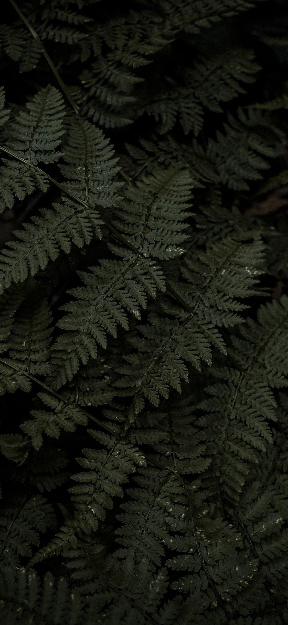 Fern Wallpapers - Top Free Fern Backgrounds - WallpaperAccess