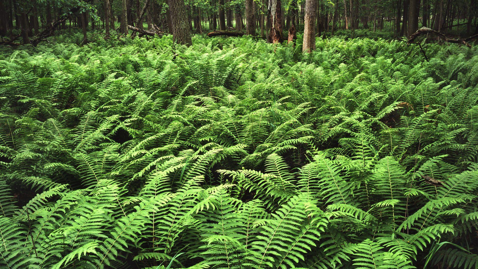 Ferns Wallpapers - Top Free Ferns Backgrounds - WallpaperAccess