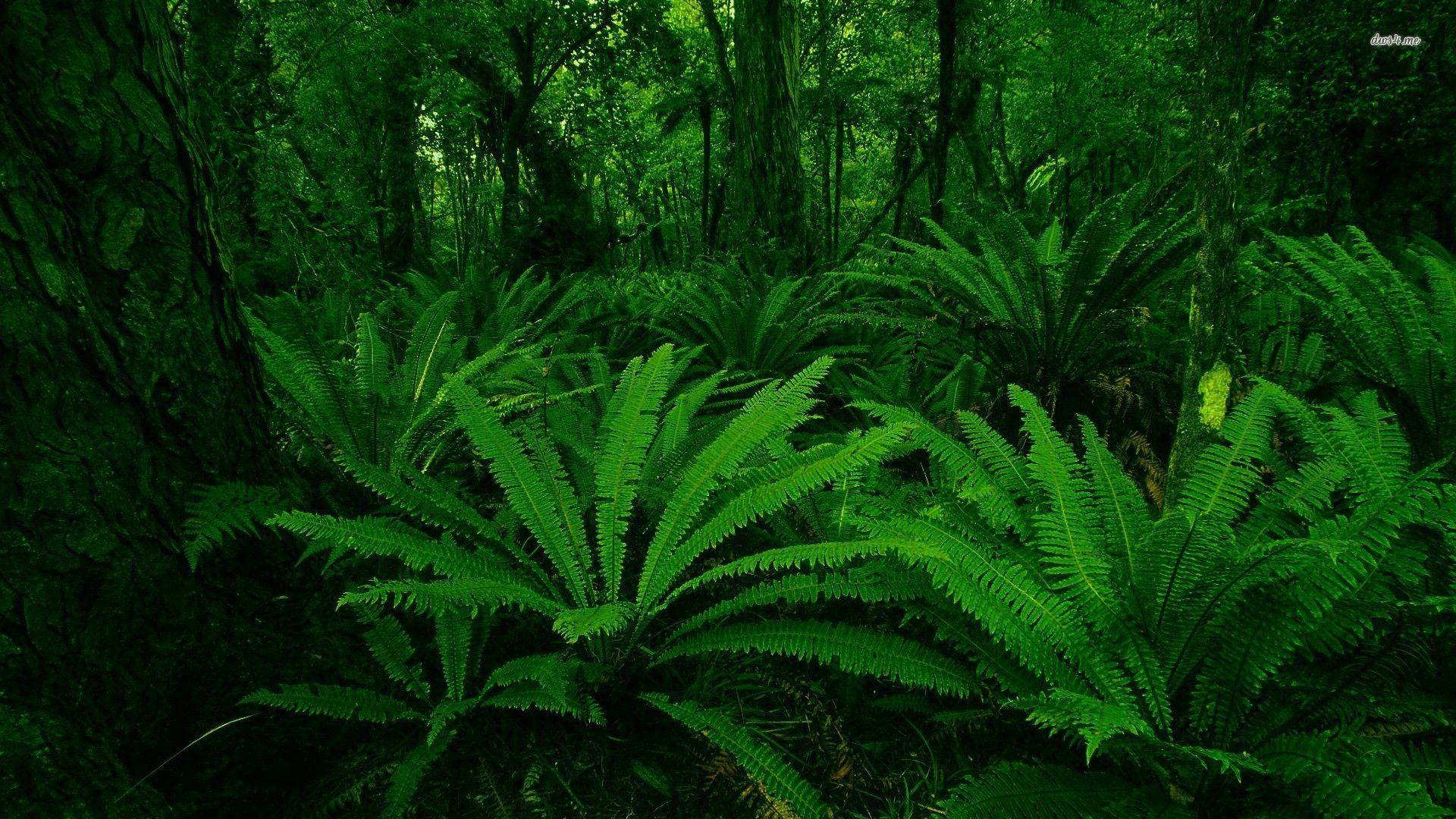 Fern Wallpapers - Top Free Fern Backgrounds - WallpaperAccess