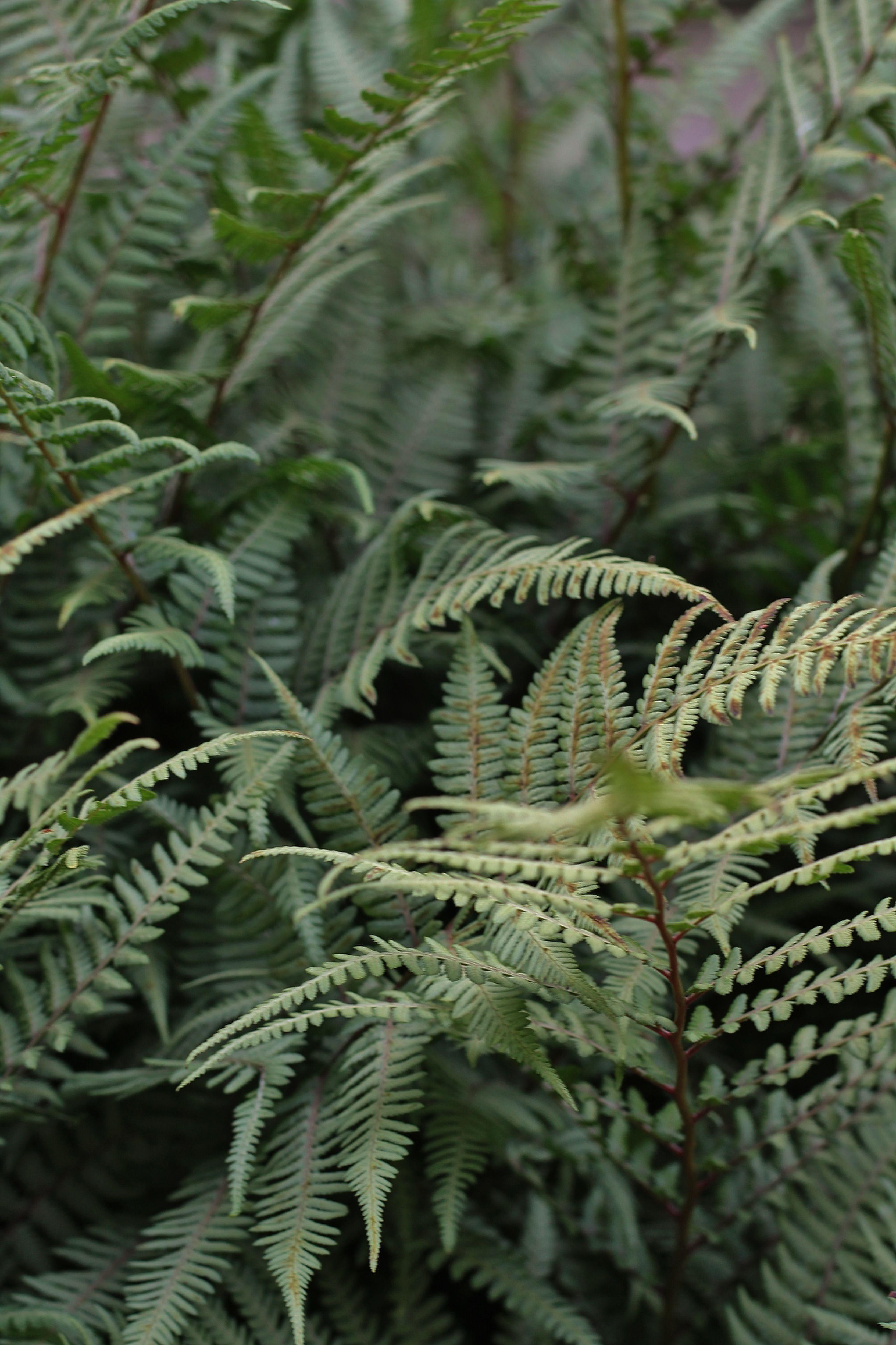 Fern Wallpapers - Top Free Fern Backgrounds - WallpaperAccess