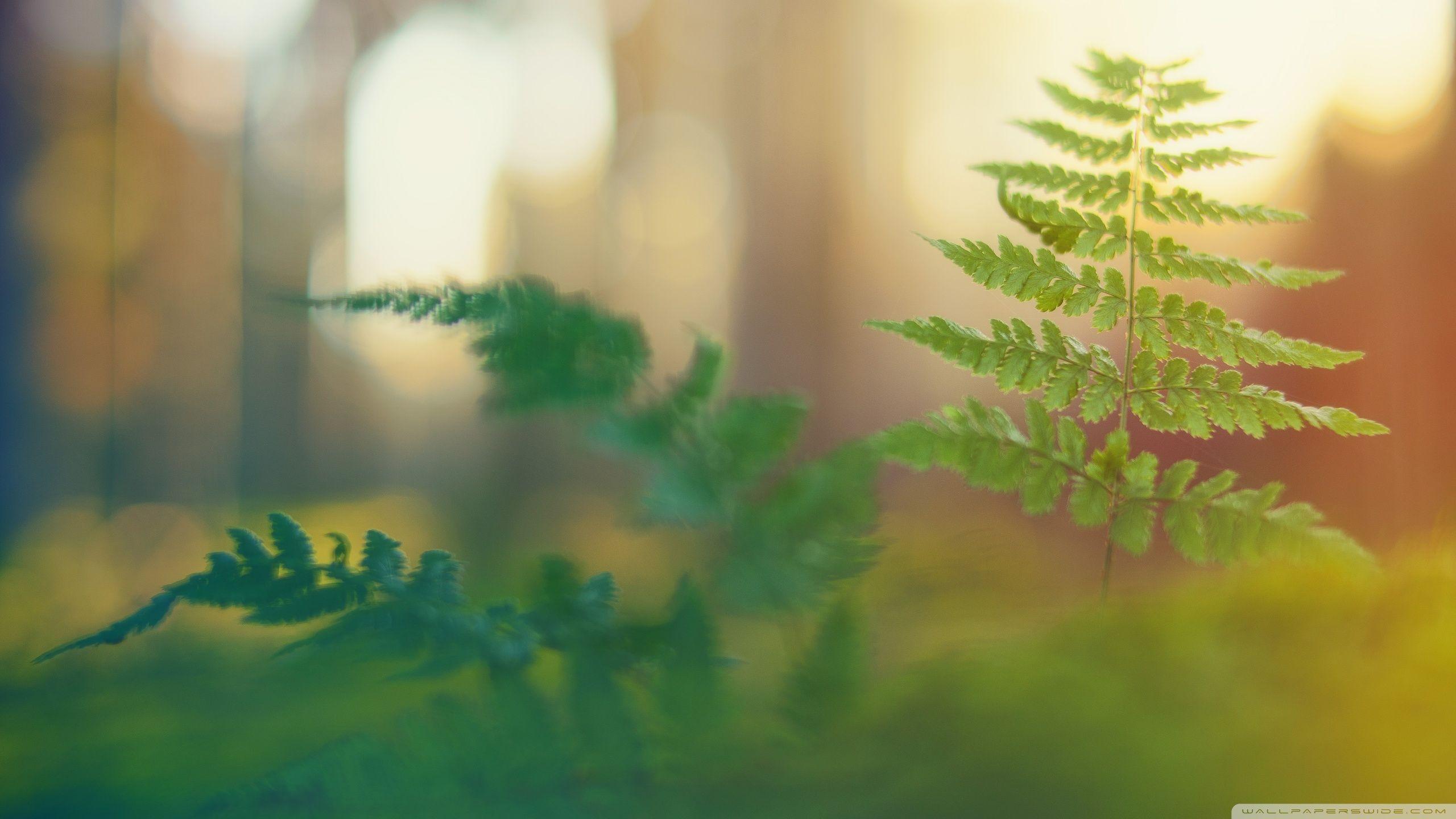 Fern Wallpapers - Top Free Fern Backgrounds - WallpaperAccess