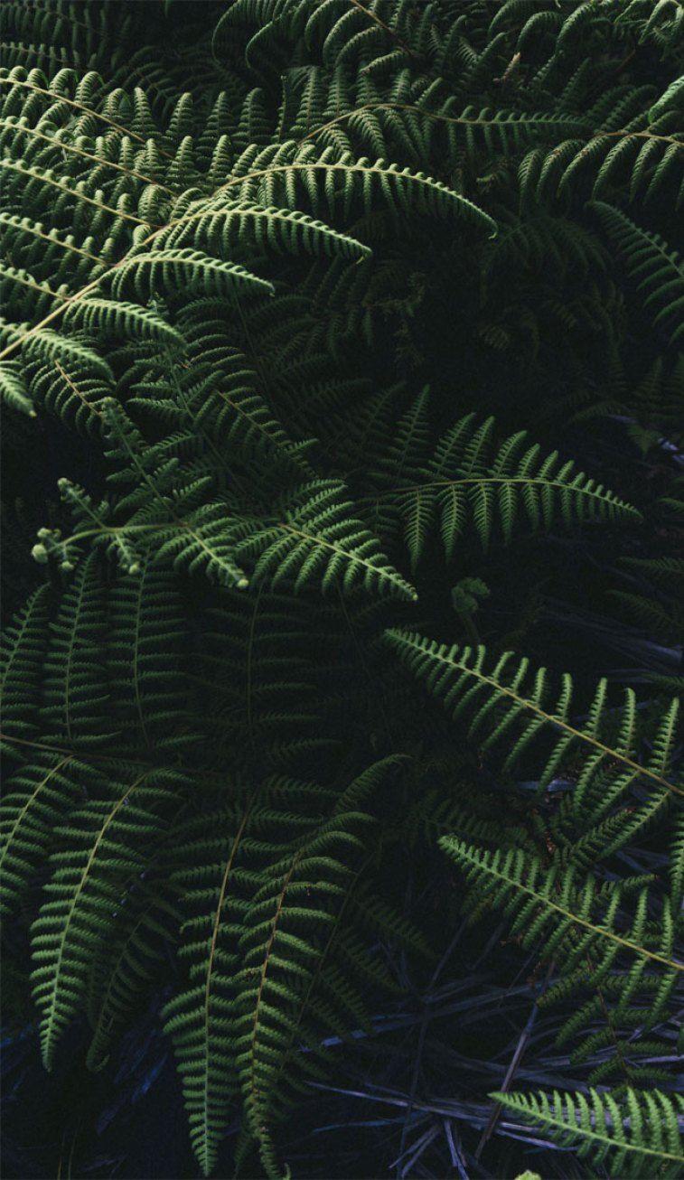 Fern Wallpapers - Top Free Fern Backgrounds - WallpaperAccess