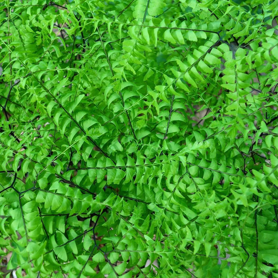 Fern Wallpapers - Top Free Fern Backgrounds - WallpaperAccess